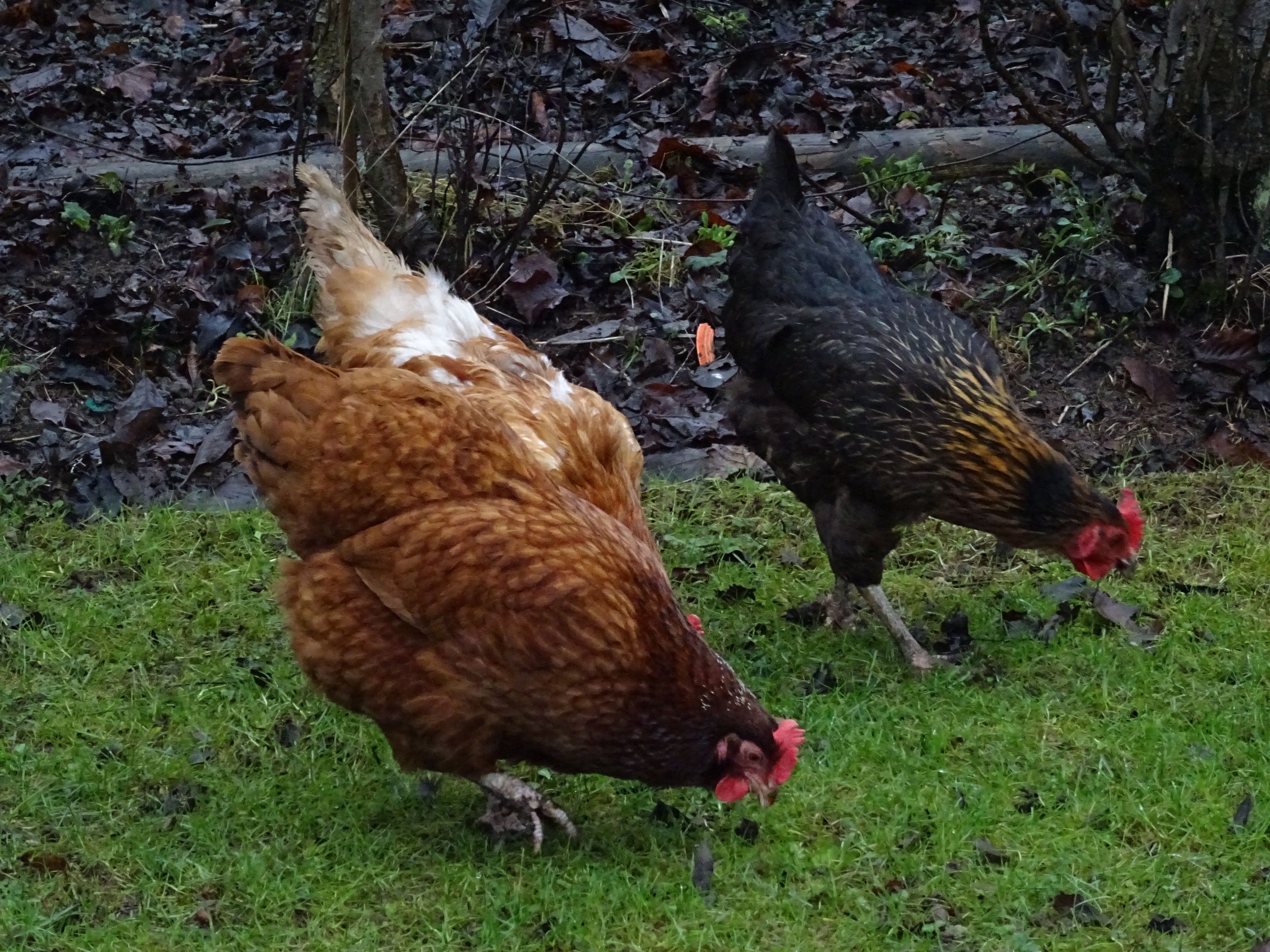 Chickens | Guide | Omlet UK