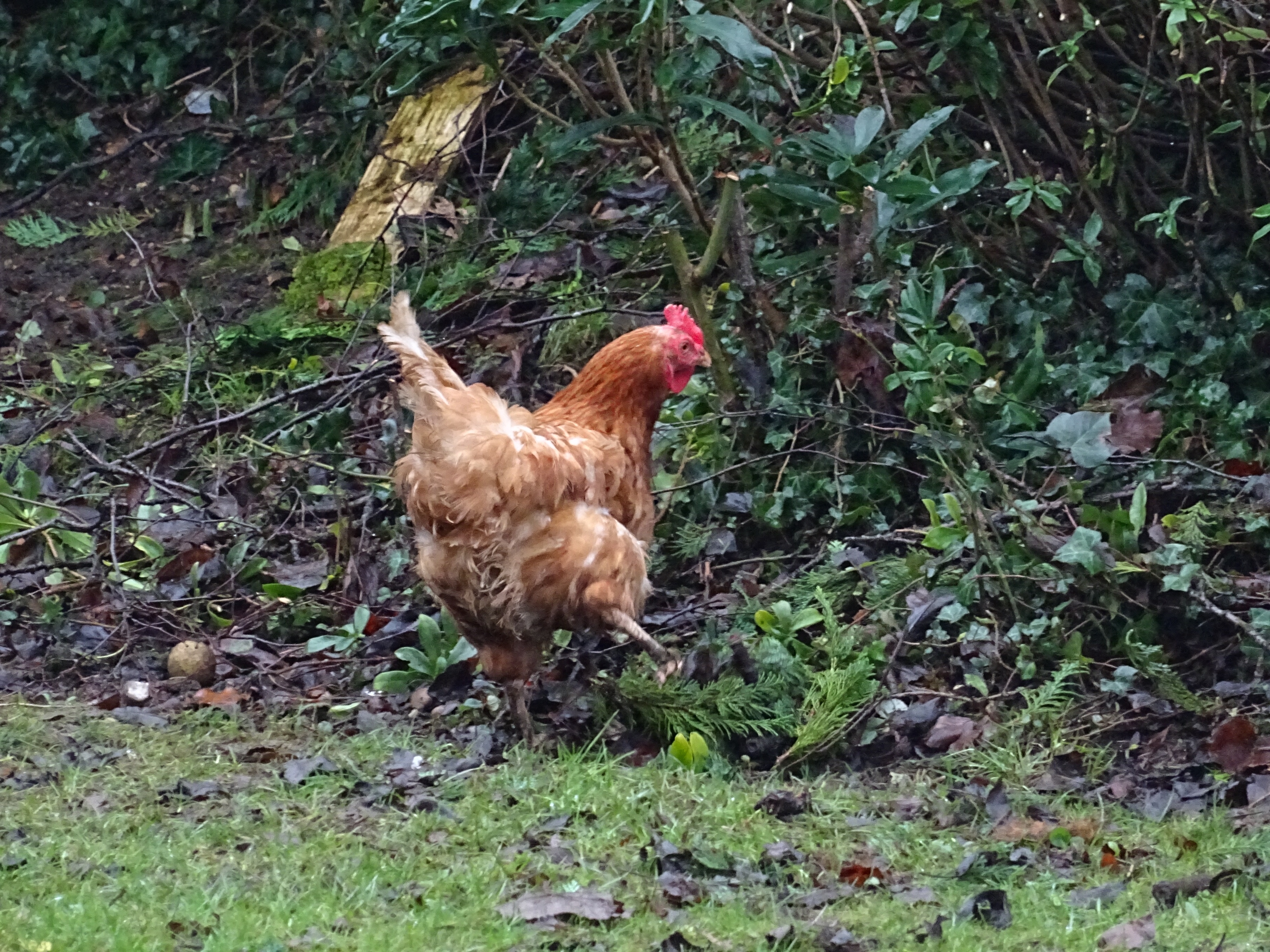 Chickens | Guide | Omlet UK