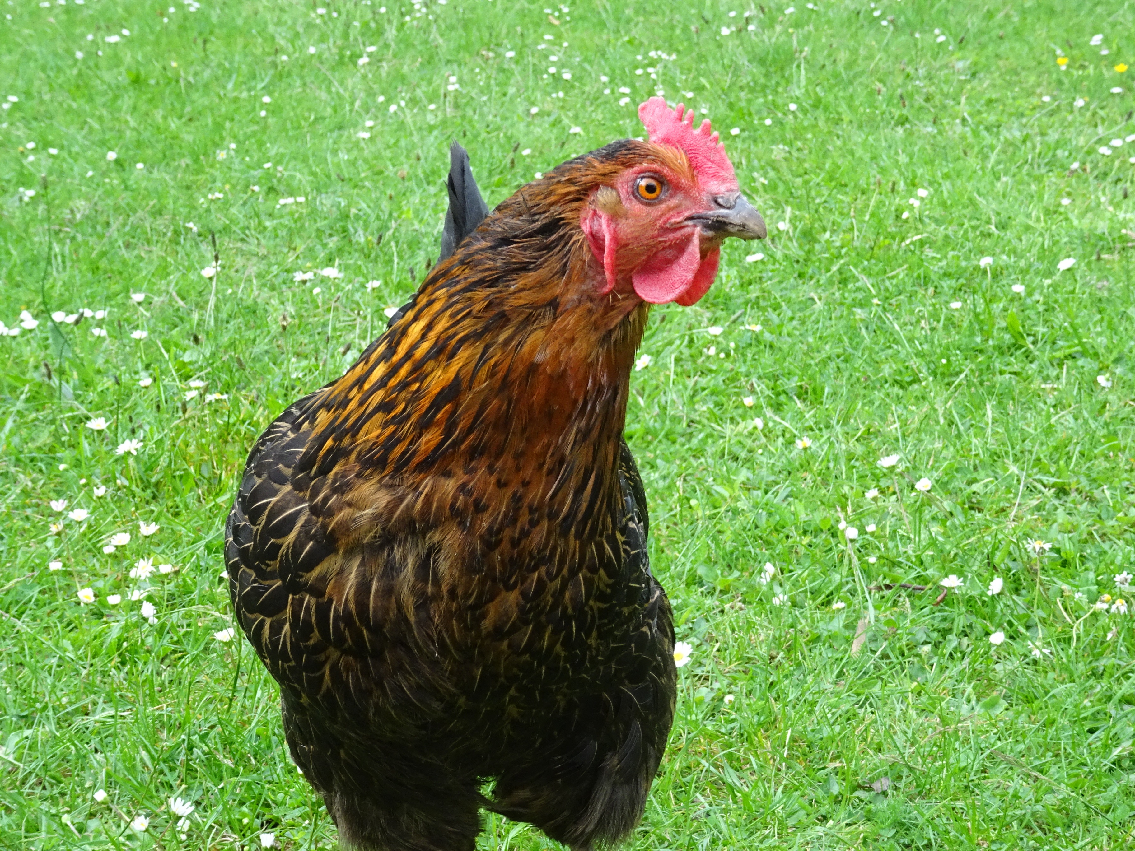 Chickens | Guide | Omlet UK