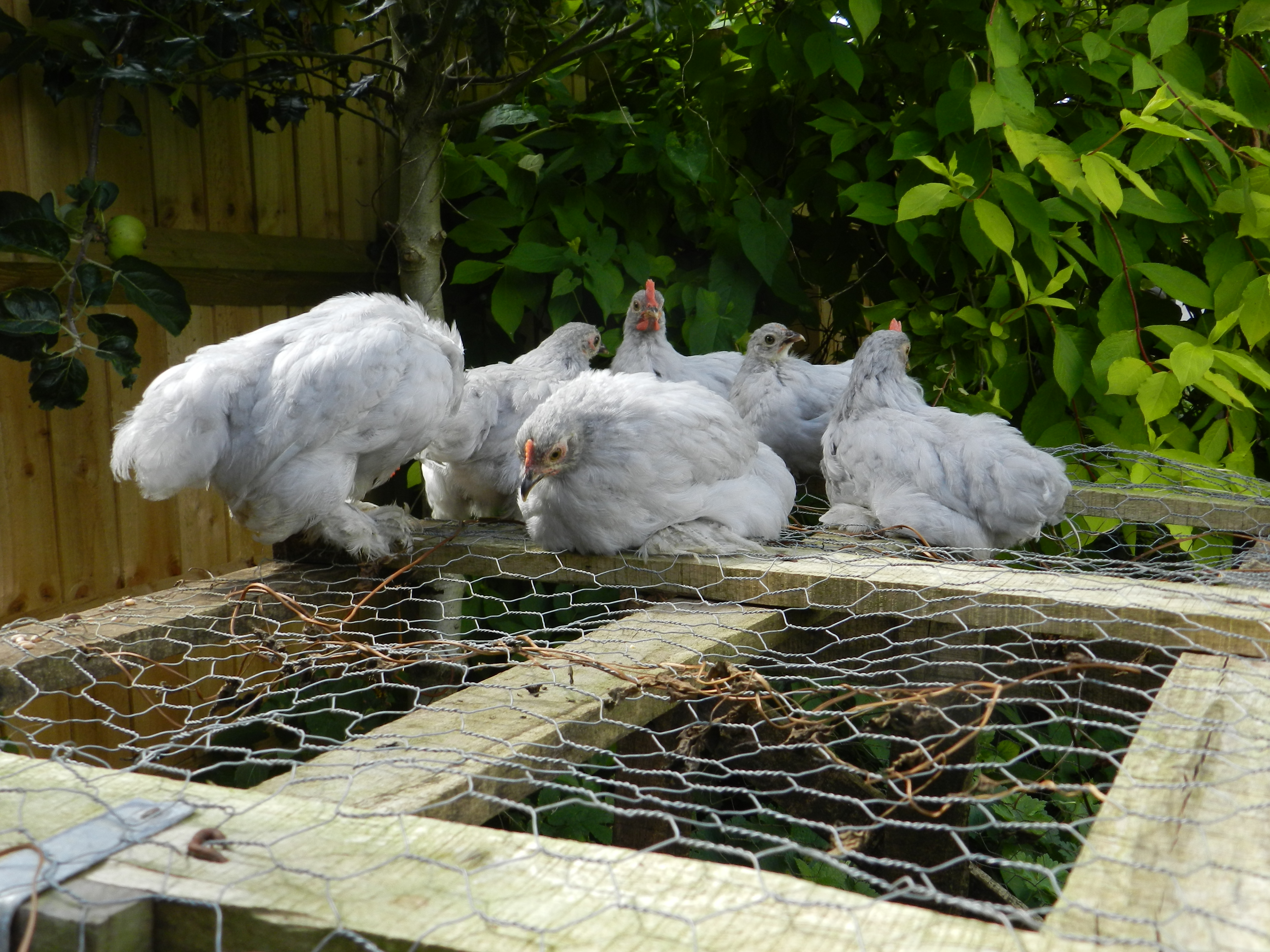 Chickens | Guide | Omlet UK