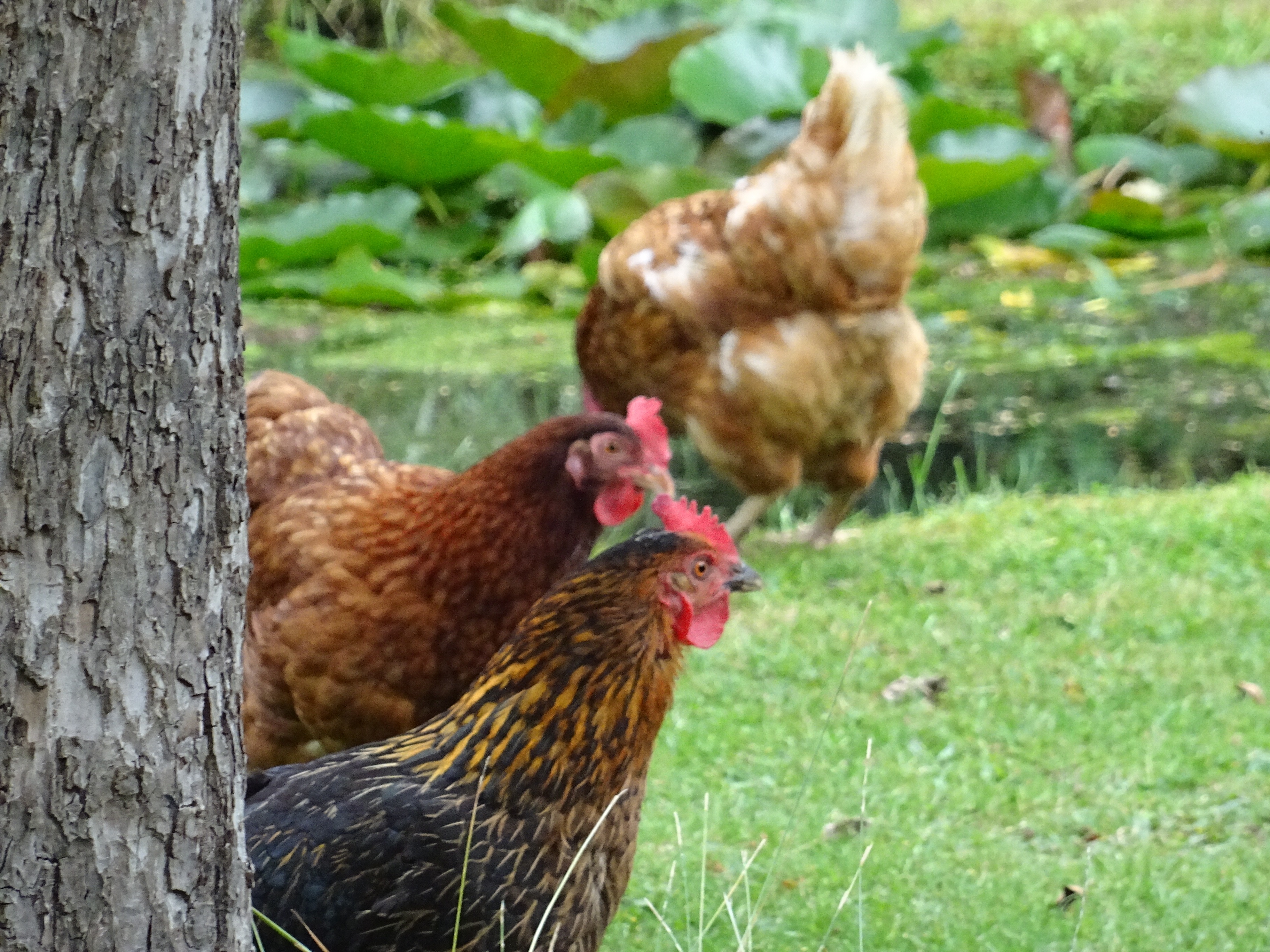 Chickens | Guide | Omlet UK