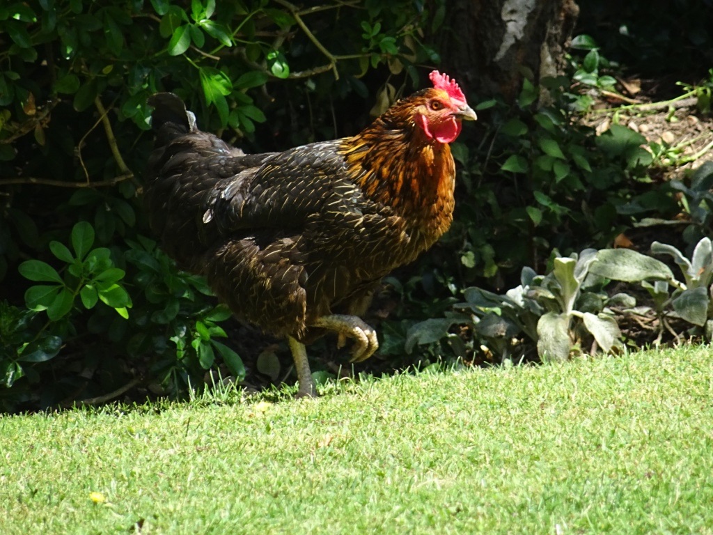 Chickens | Guide | Omlet UK