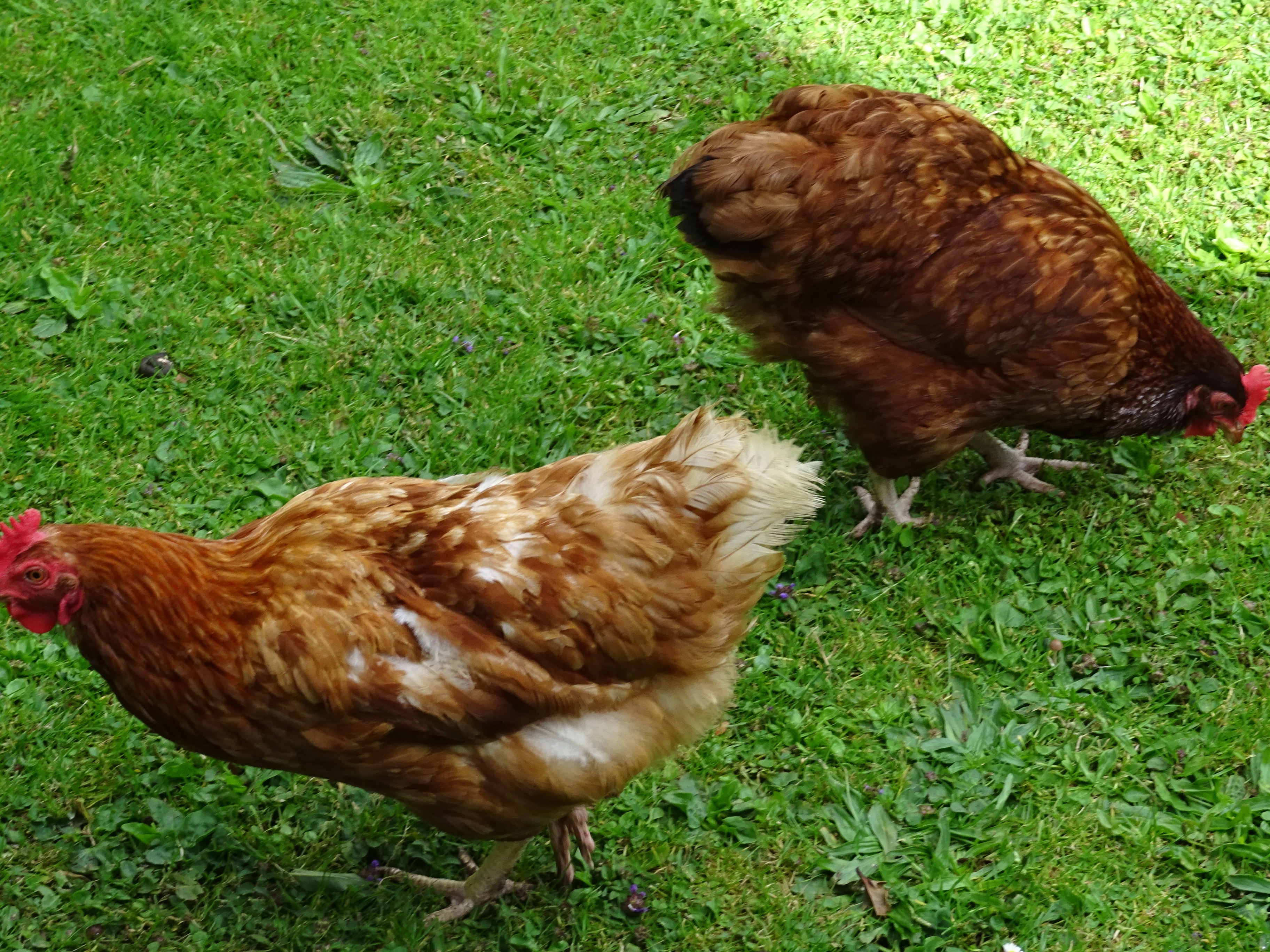 Chickens Guide Omlet Uk