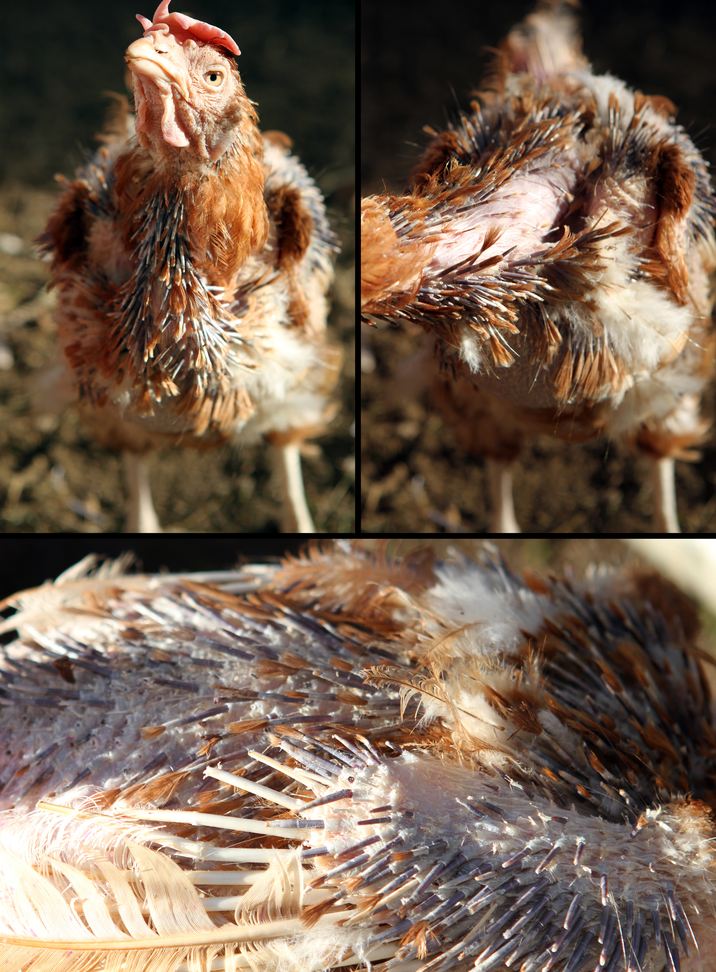 Feather Loss | Chicken Health | Chickens | Guide | Omlet UK