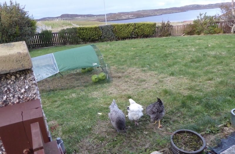 Outdoor Rabbit Run Extensions | Rabbit Hutches, Rabbit Runs and Rabbit ...