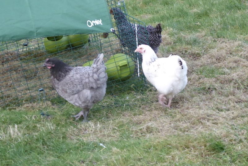 Outdoor Rabbit Run Extensions | Rabbit Hutches, Rabbit Runs and Rabbit ...