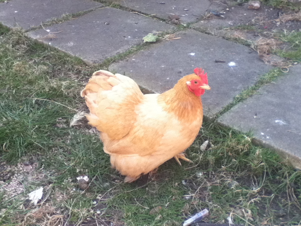 Cochin For Sale | Chickens | Breed Information | Omlet