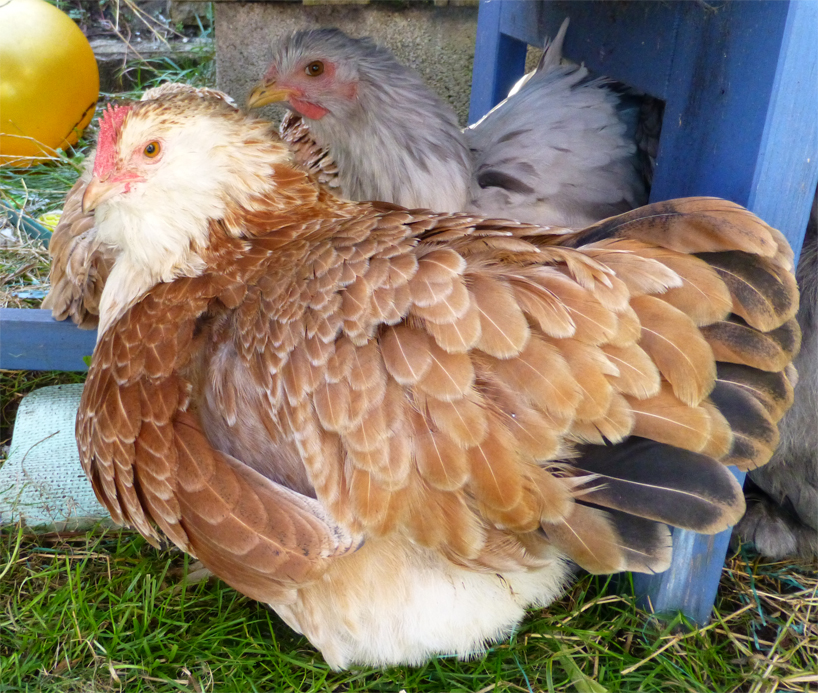 Cochin For Sale | Chickens | Breed Information | Omlet