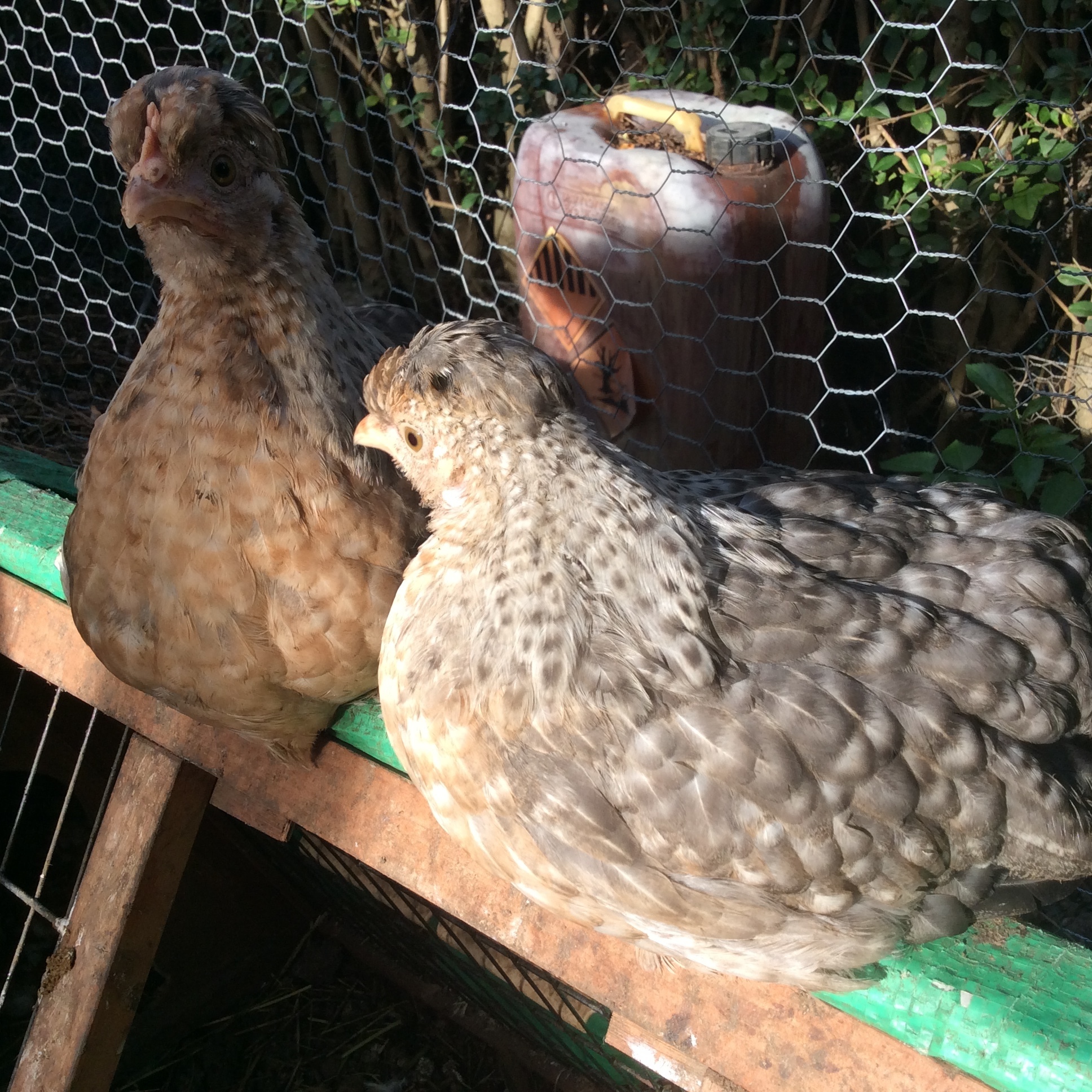 Cream Legbar For Sale | Chickens | Breed Information | Omlet