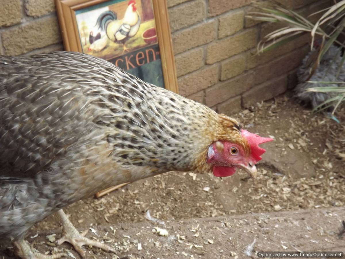 Cream Legbar For Sale | Chickens | Breed Information | Omlet