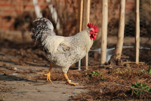 Cream Legbar For Sale | Chickens | Breed Information | Omlet