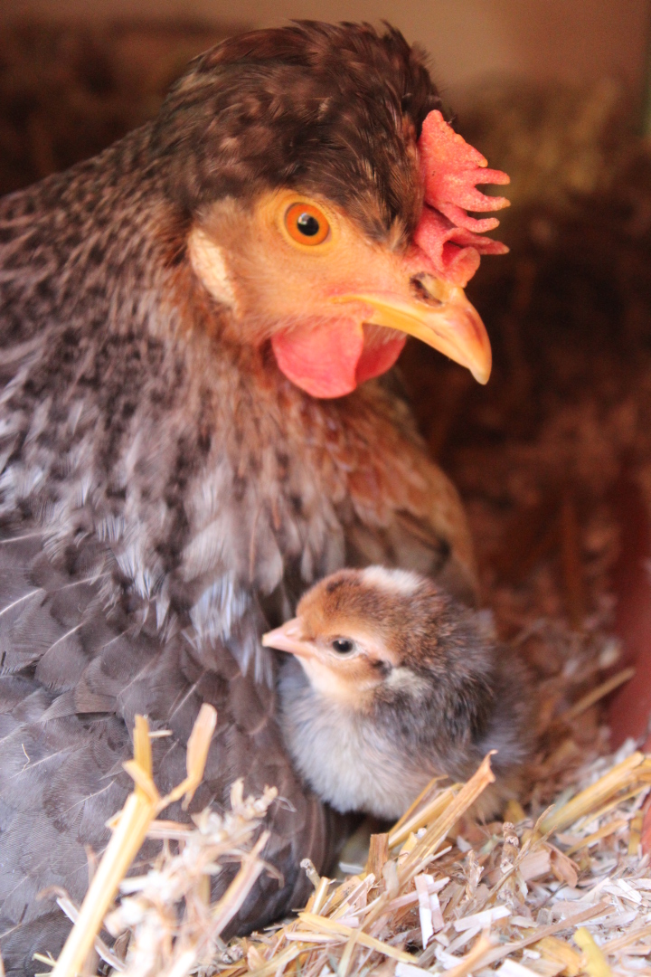 Cream Legbar For Sale | Chickens | Breed Information | Omlet