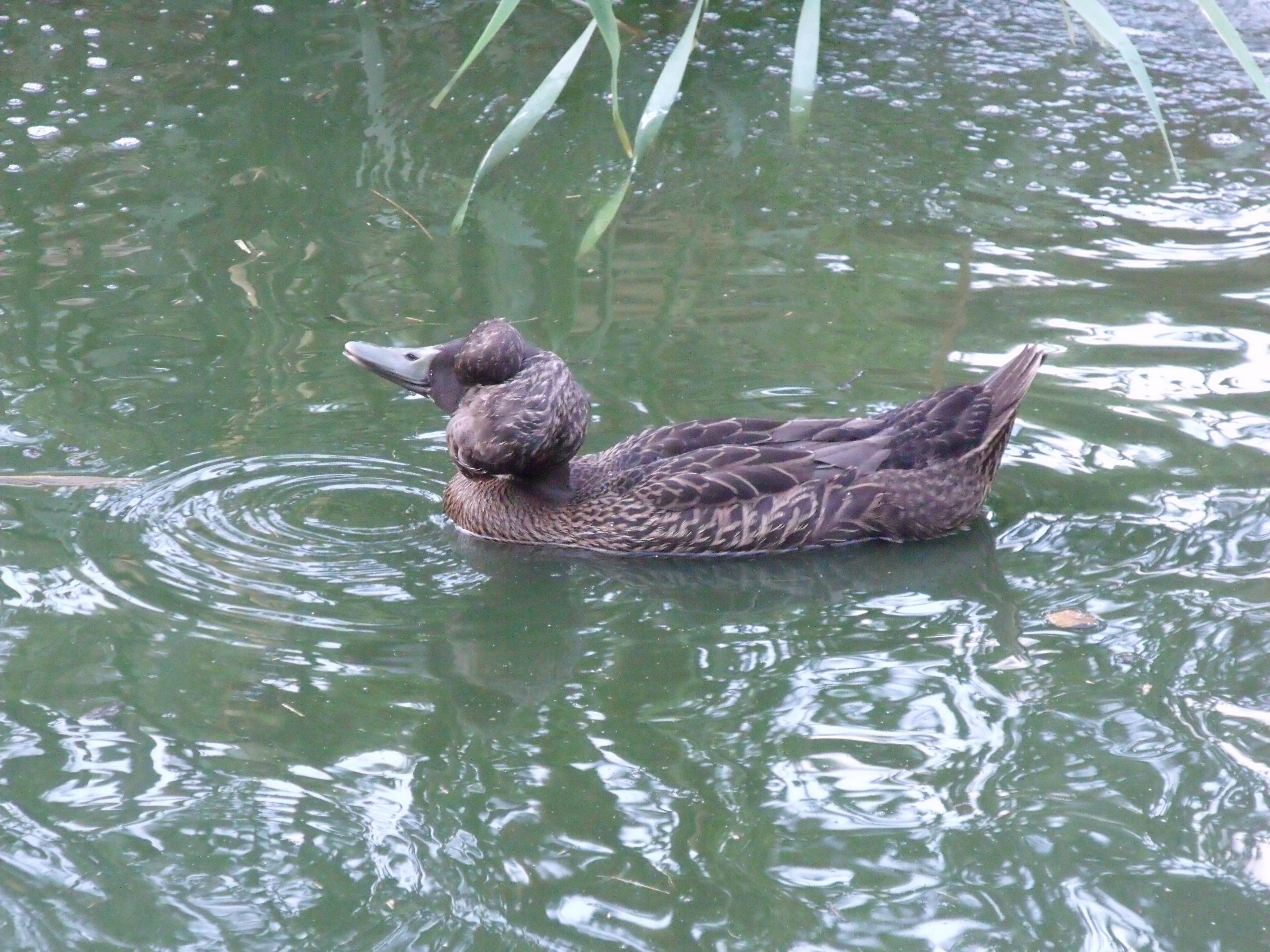 Crested Ducks | Ducks | Breed Information | Omlet
