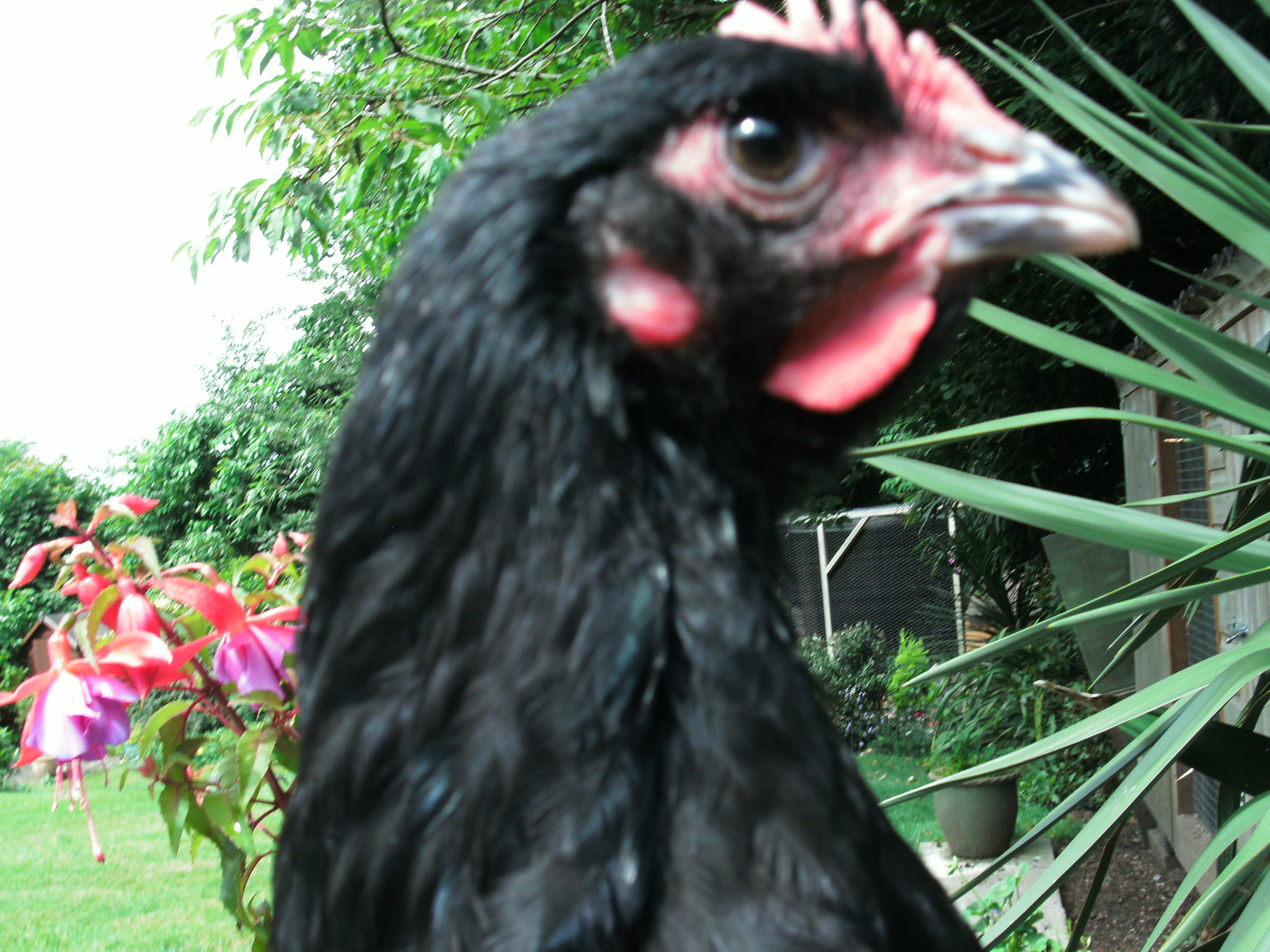 Croad Langshan For Sale | Chickens | Breed Information | Omlet