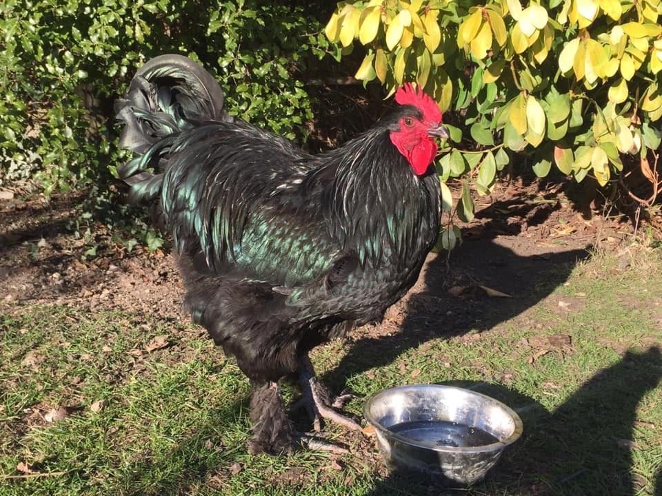 Croad Langshan For Sale | Chickens | Breed Information | Omlet