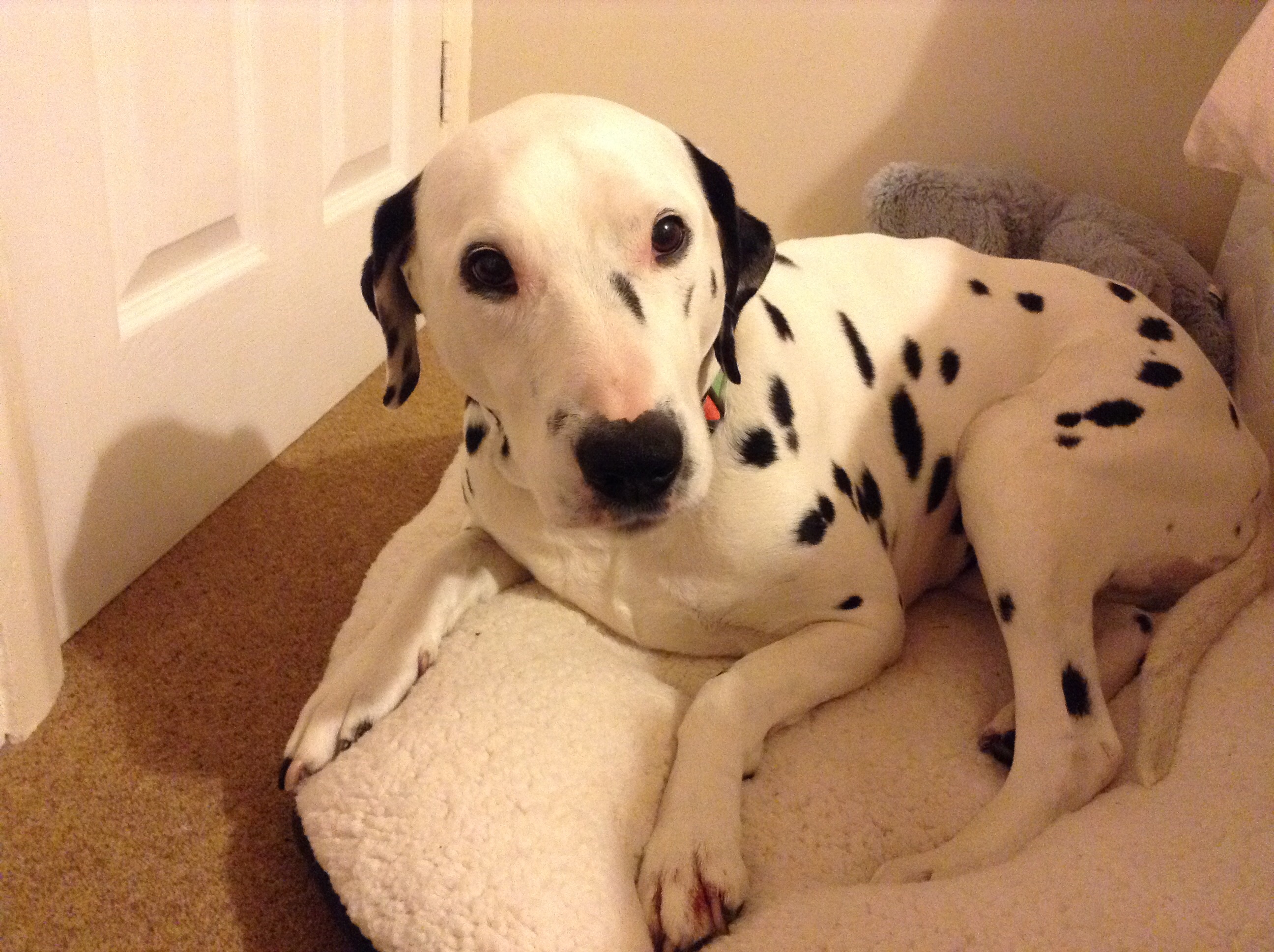 Dalmatian | Dogs | Breed Information | Omlet
