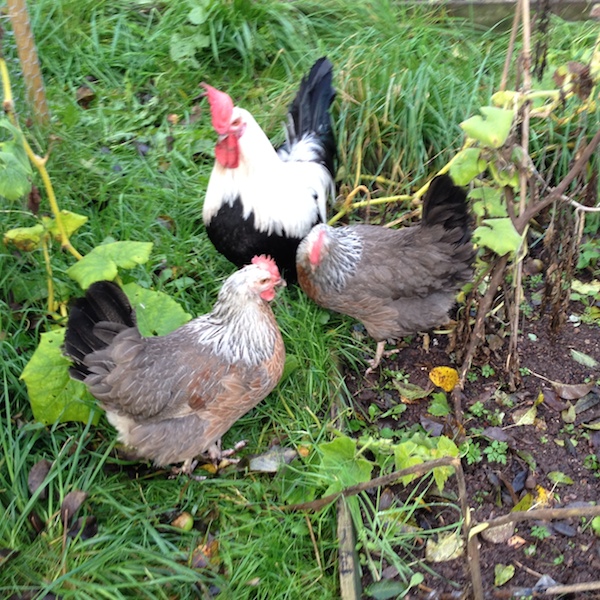 Dorking For Sale | Chickens | Breed Information | Omlet