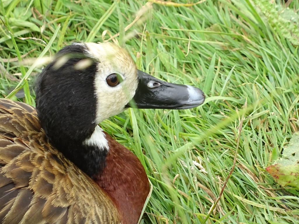 Ducks | Guide | Omlet UK