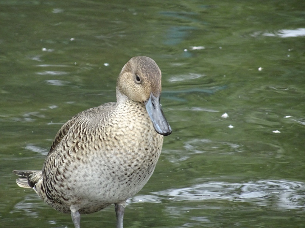 Ducks | Guide | Omlet UK