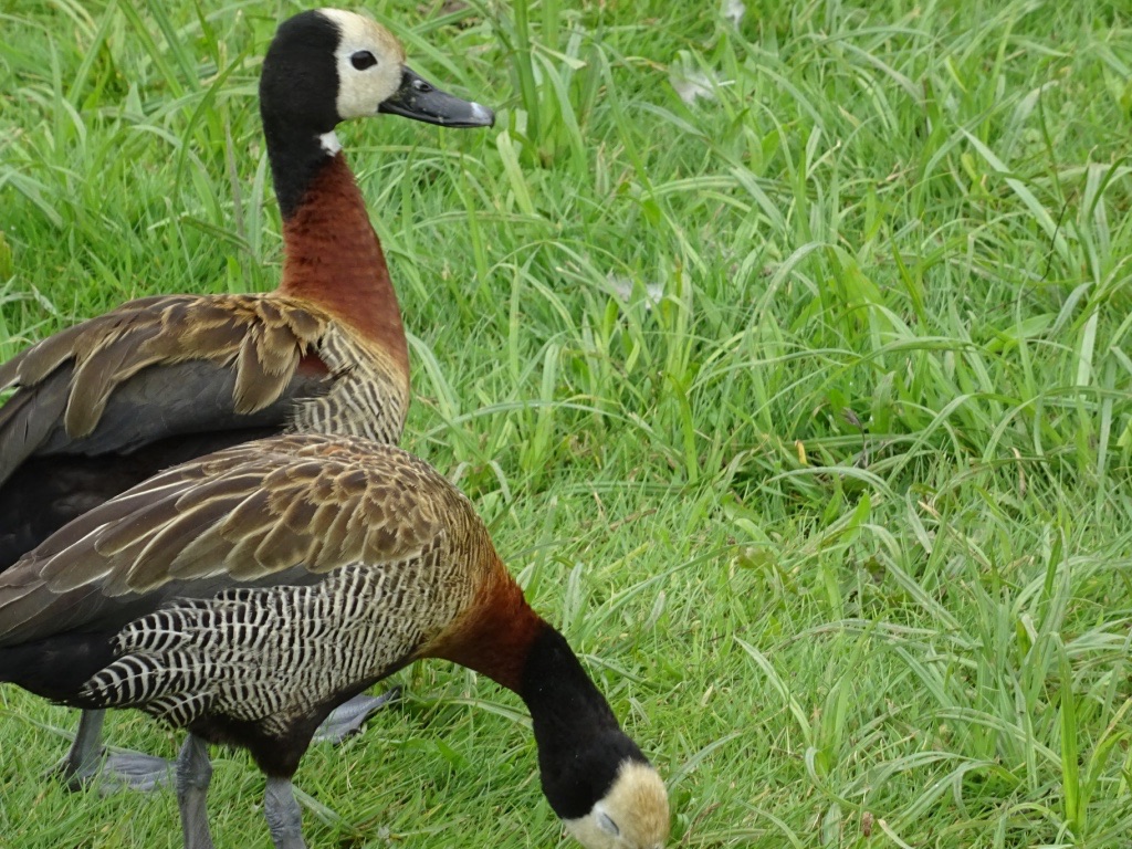 Ducks | Guide | Omlet UK