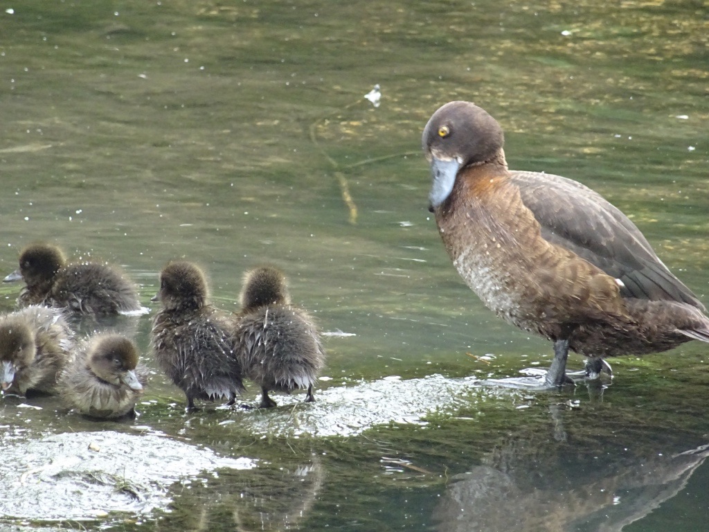 Ducks | Guide | Omlet UK