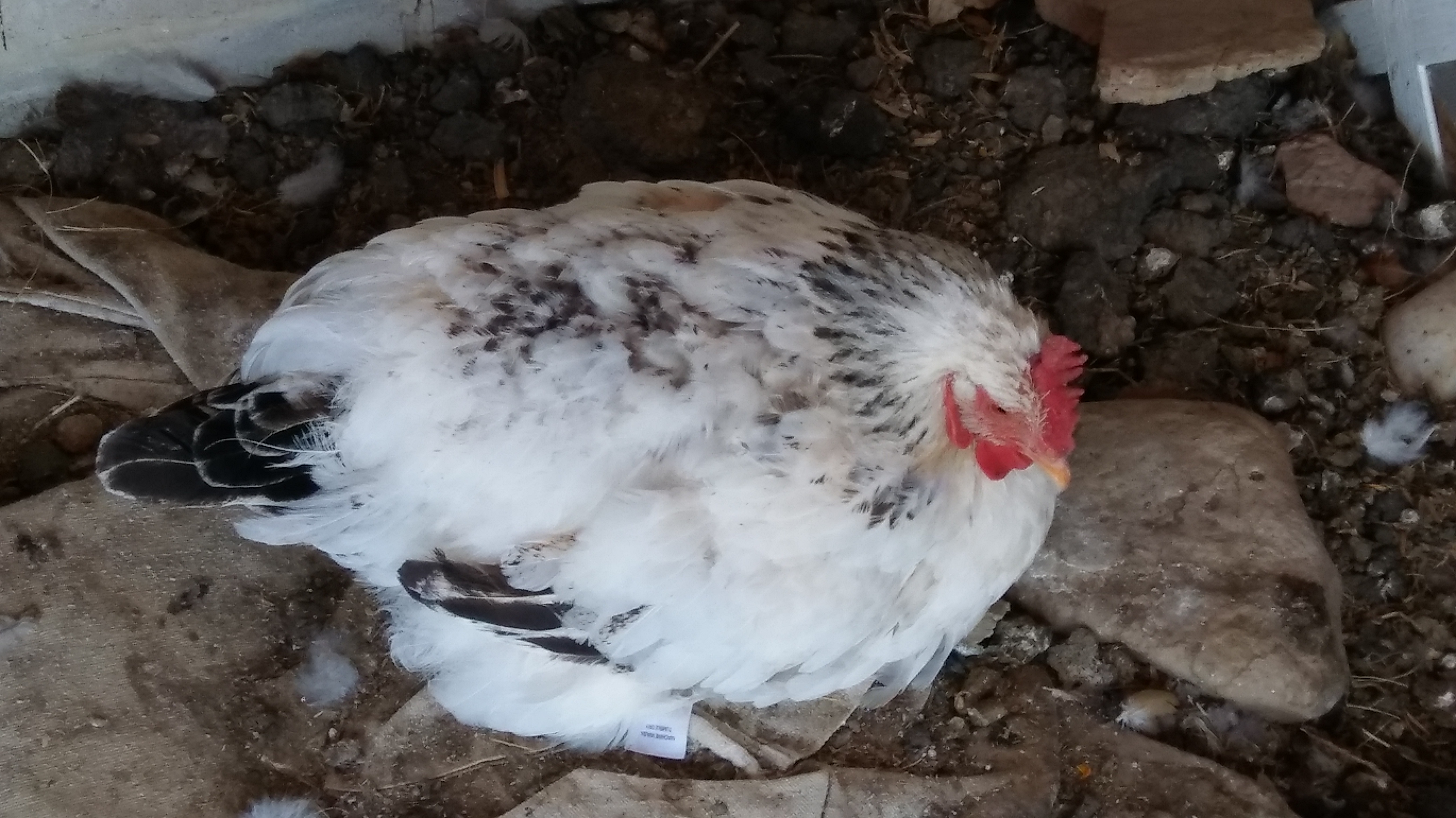 Dutch Bantam For Sale | Chickens | Breed Information | Omlet