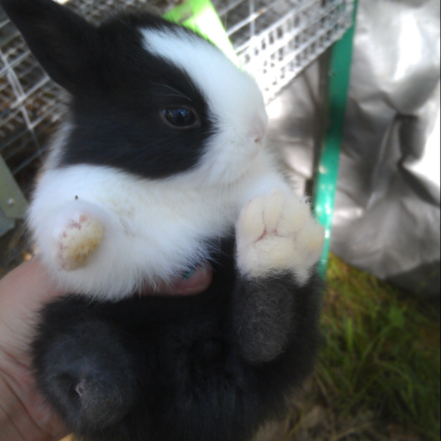 Dutch For Sale | Rabbits | Breed Information | Omlet