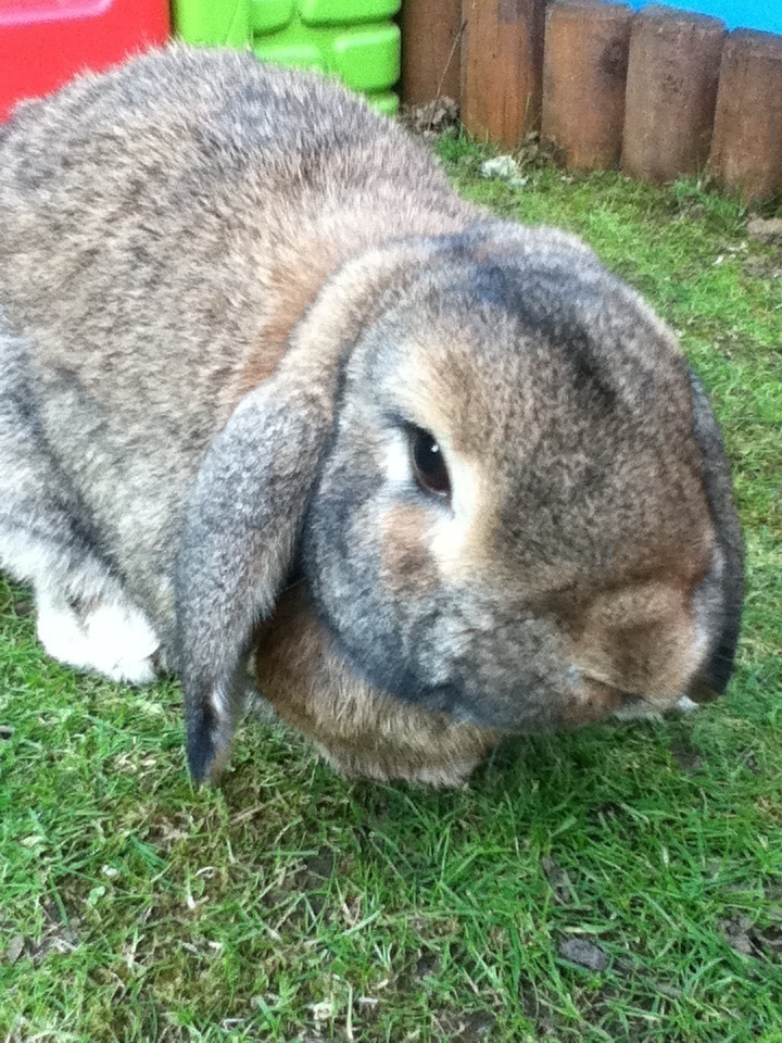Dwarf Lop For Sale | Rabbits | Breed Information | Omlet