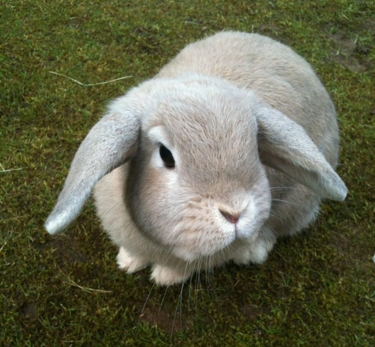 Dwarf Lop For Sale | Rabbits | Breed Information | Omlet