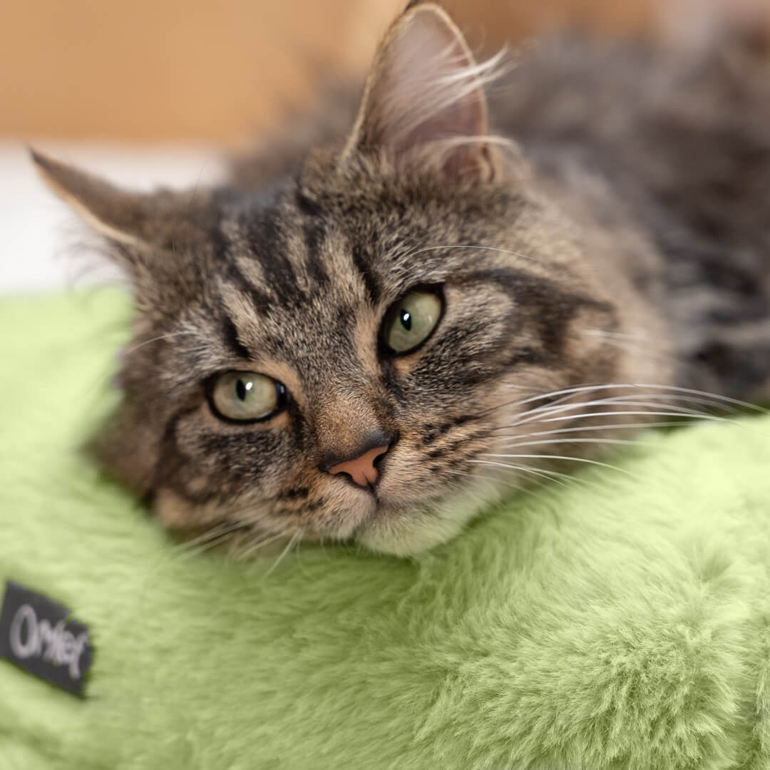 Maya Donut Cat Bed - Pistachio Green | Plush Cushion With Customisable ...