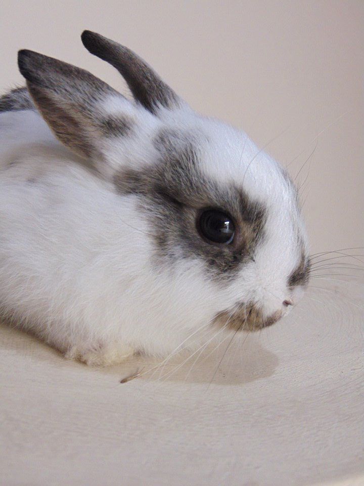 English For Sale | Rabbits | Breed Information | Omlet