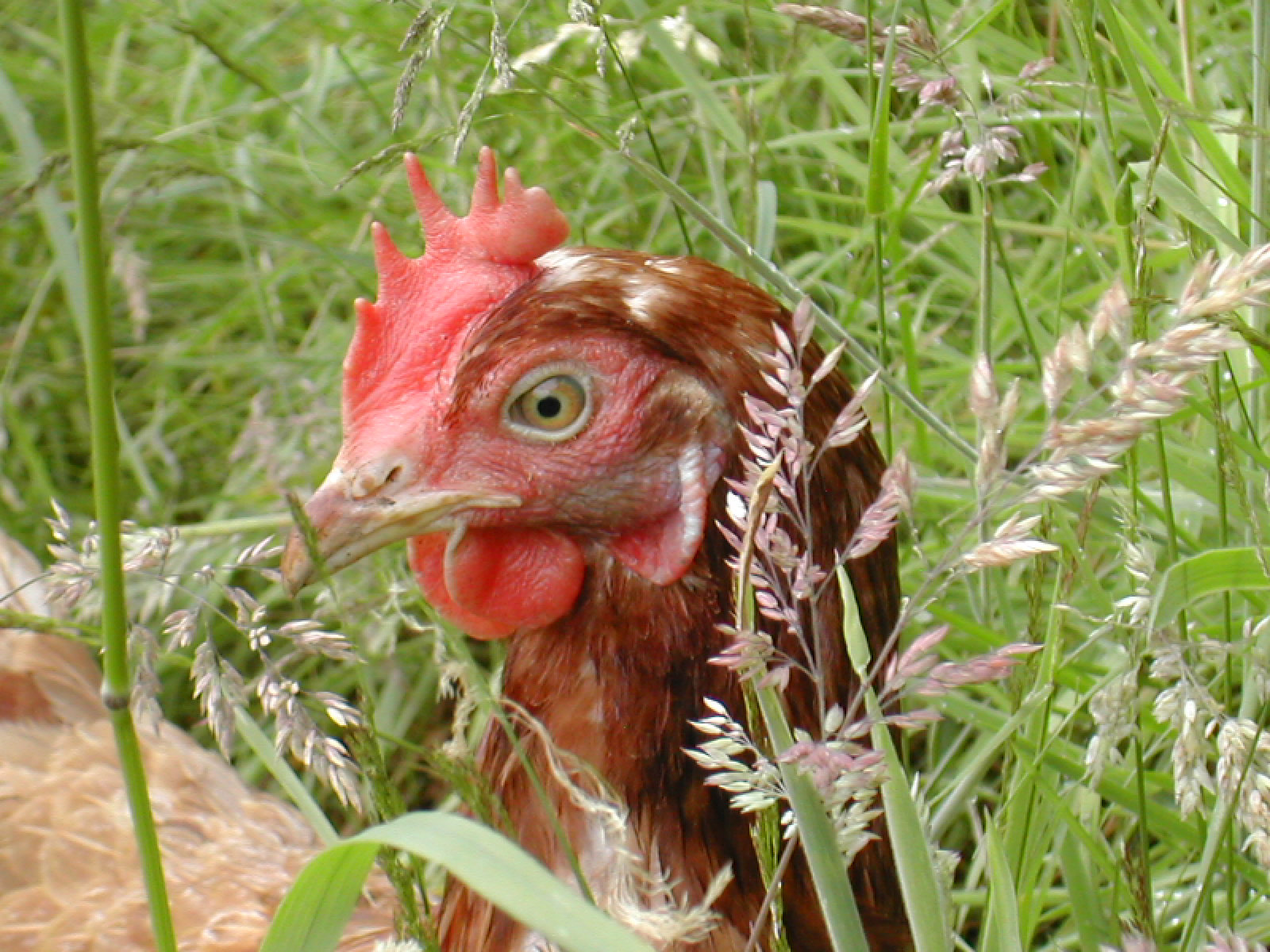 Ex-Battery Hen For Sale | Chickens | Breed Information | Omlet