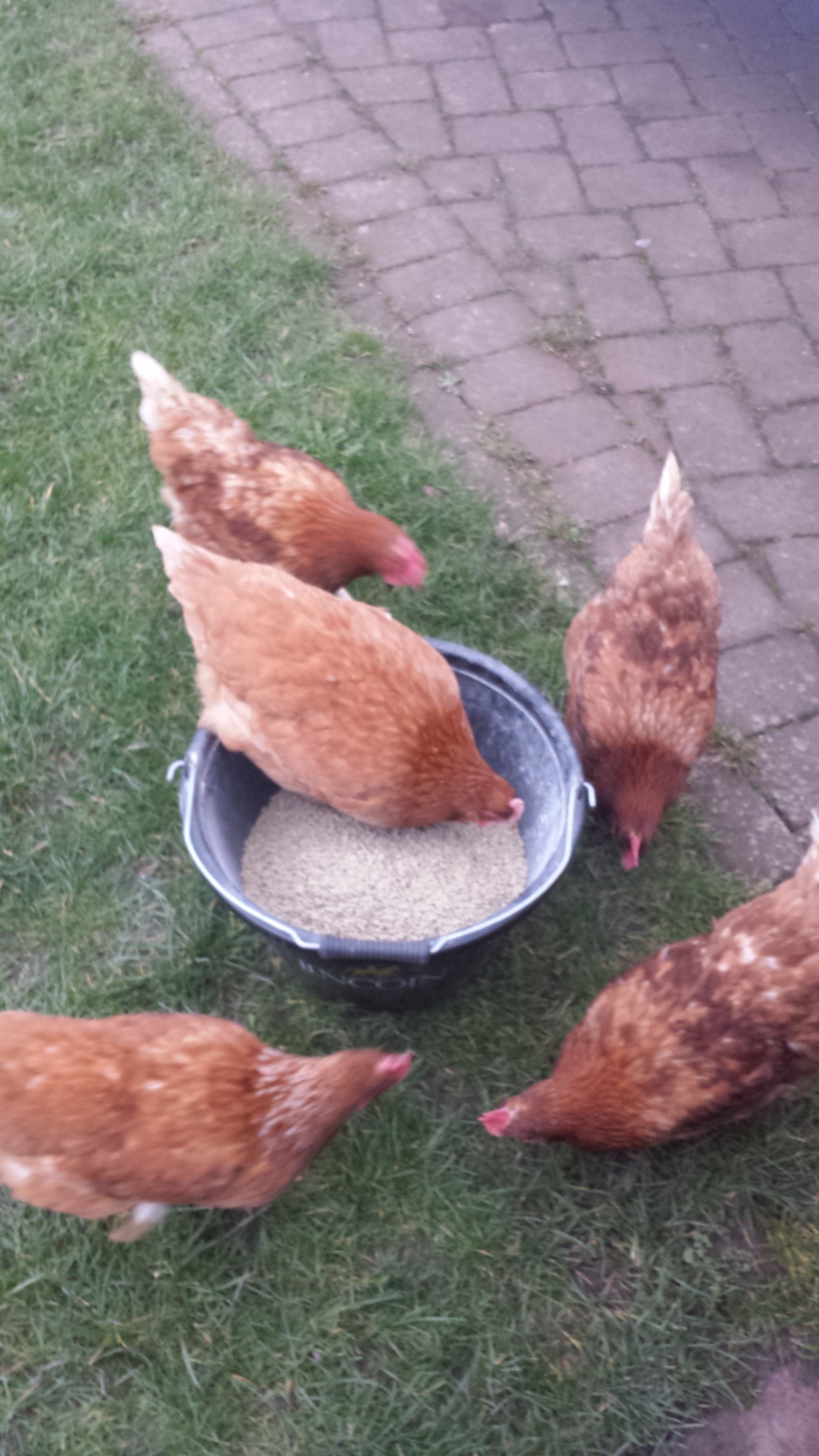 Ex-Battery Hen For Sale | Chickens | Breed Information | Omlet