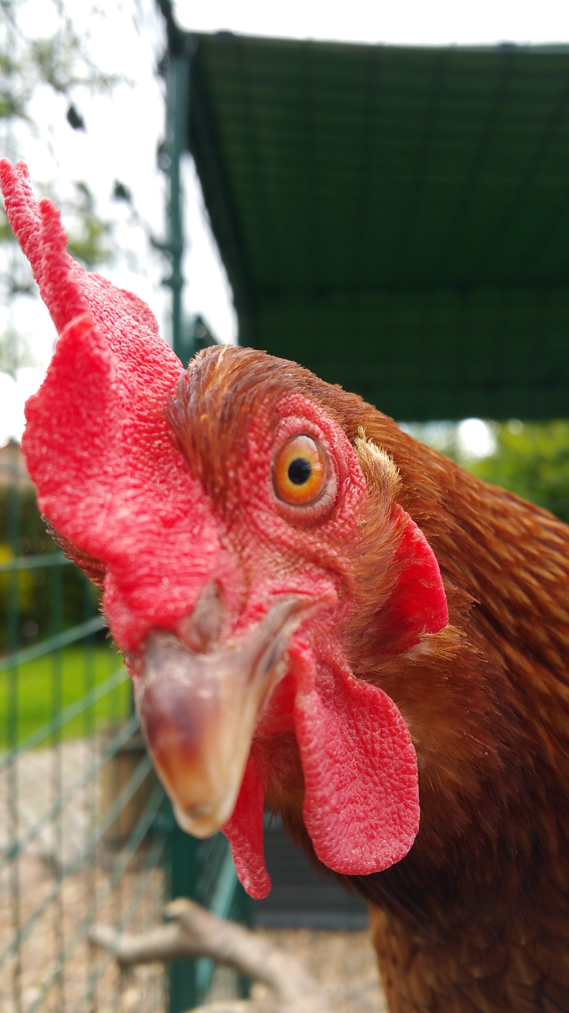 Ex-Battery Hen For Sale | Chickens | Breed Information | Omlet