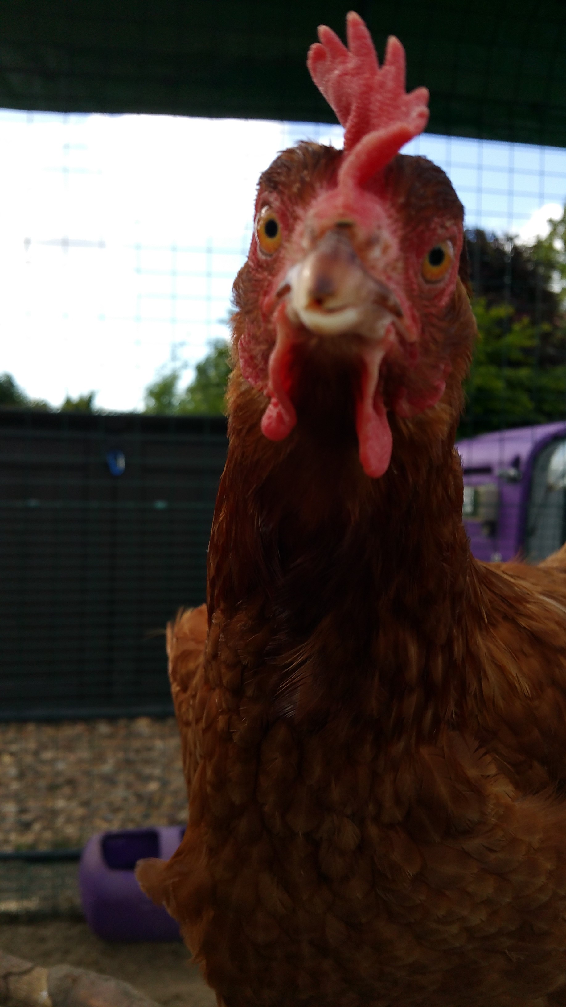 Ex-Battery Hen For Sale | Chickens | Breed Information | Omlet