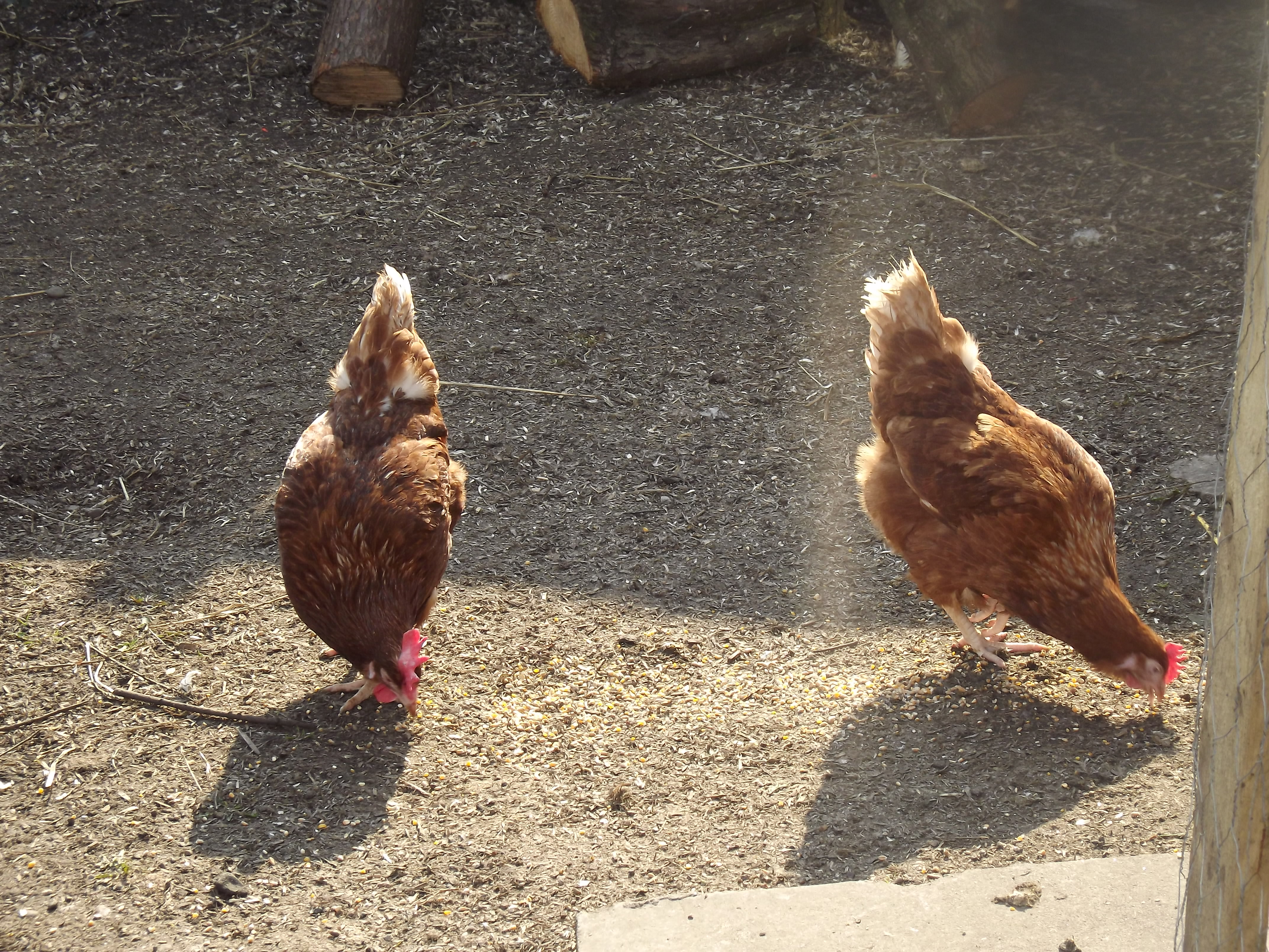 Ex-Battery Hen For Sale | Chickens | Breed Information | Omlet