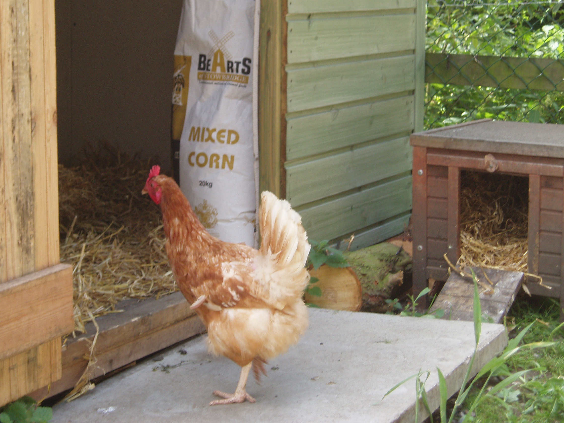Ex-Battery Hen For Sale | Chickens | Breed Information | Omlet