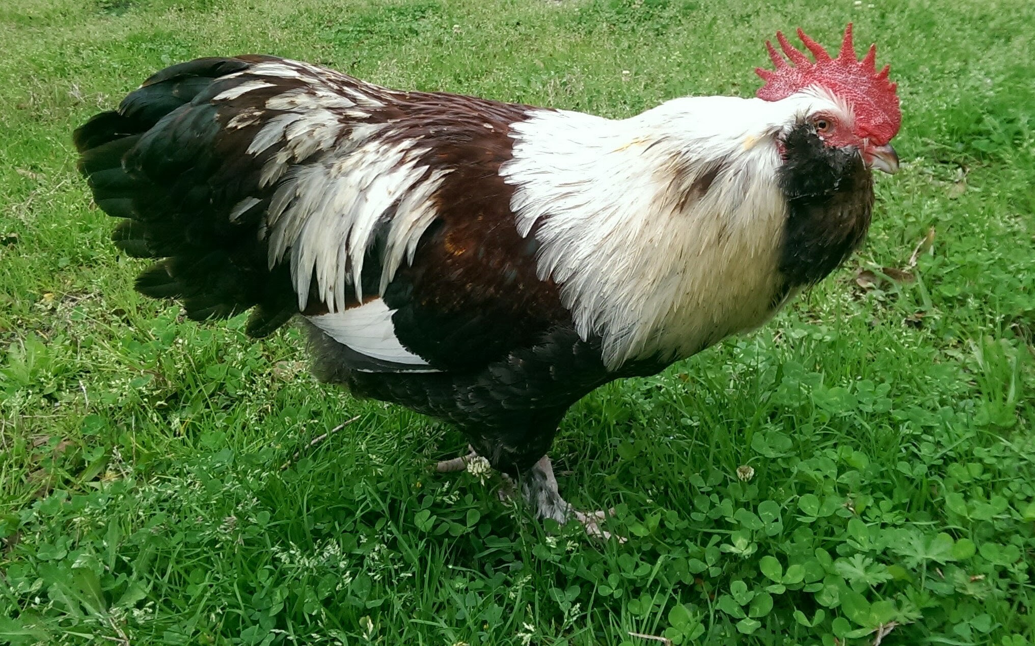 Faverolle For Sale | Chickens | Breed Information | Omlet