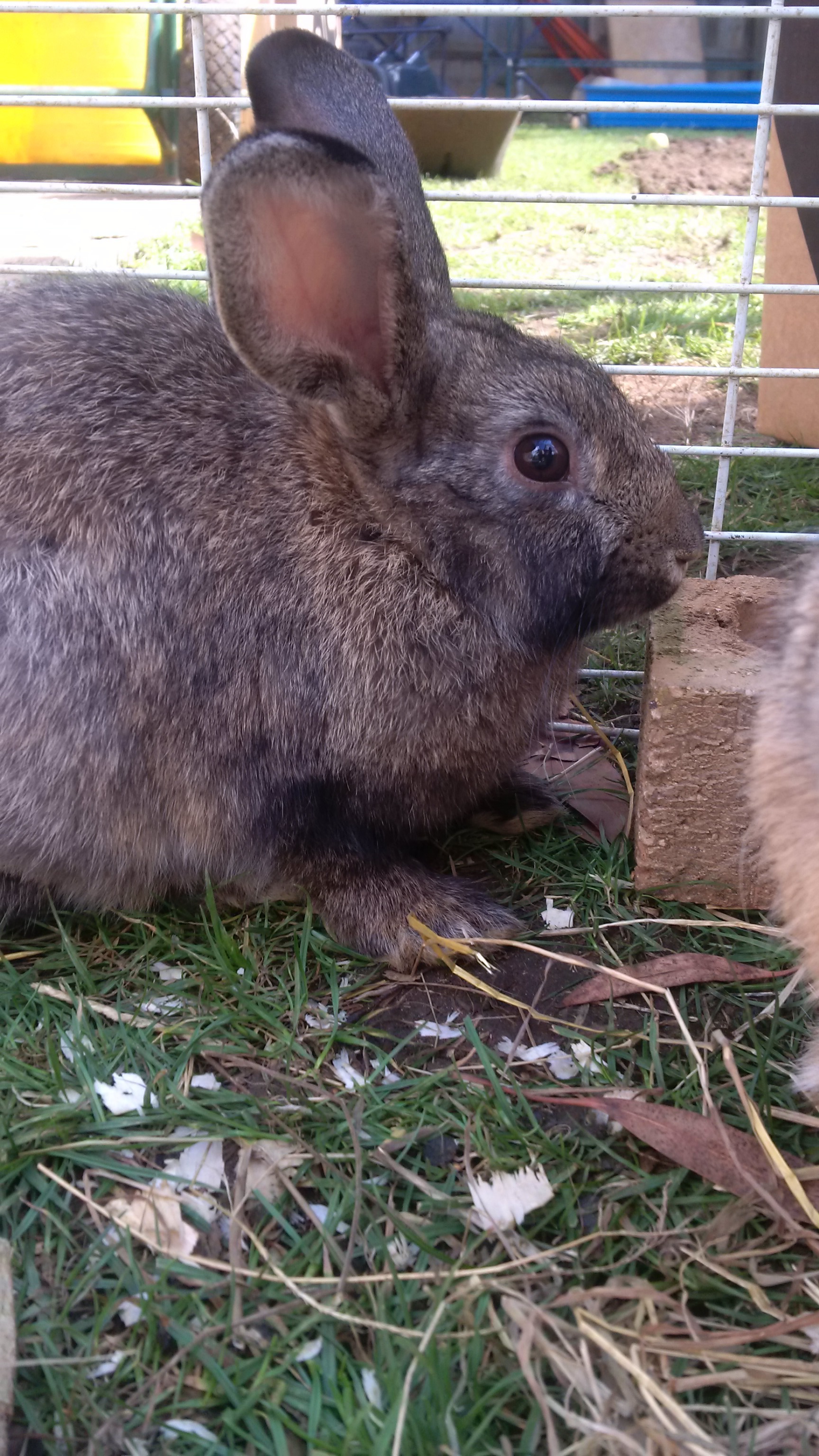 Flemish Giant For Sale | Rabbits | Breed Information | Omlet