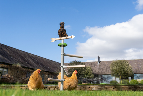 Freestanding Chicken Perch | Omlet