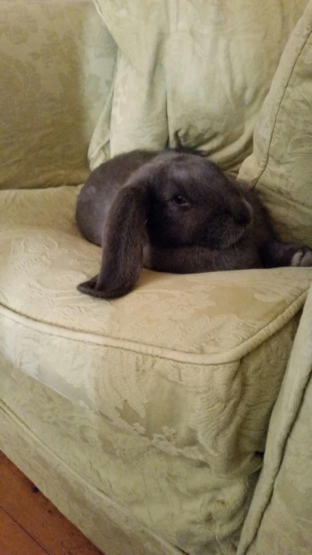 French Lop For Sale | Rabbits | Breed Information | Omlet