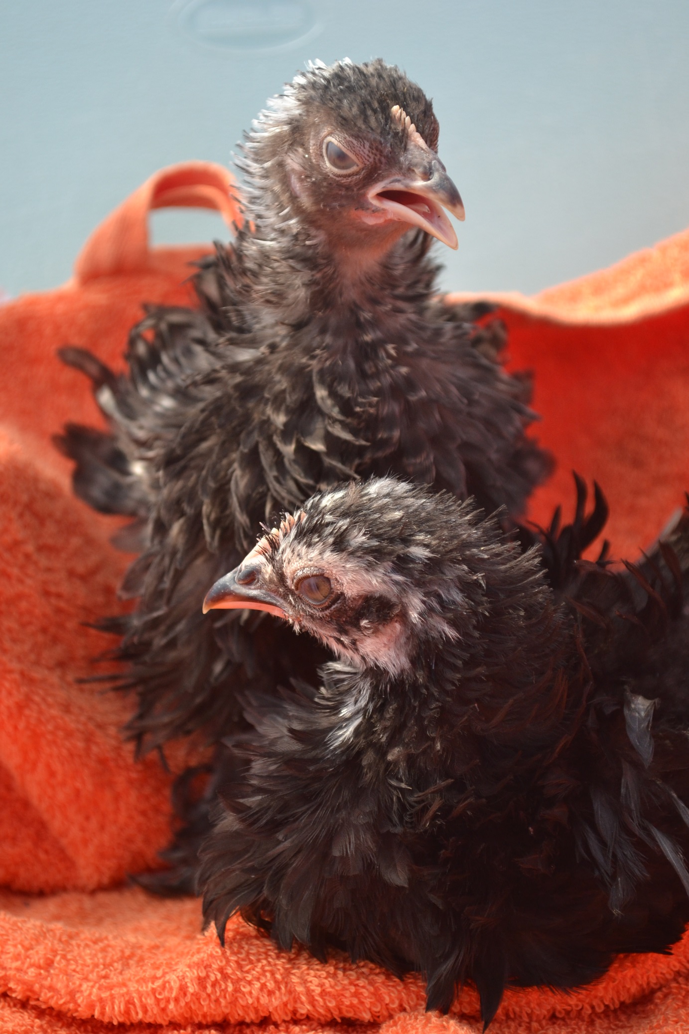 Frizzle For Sale | Chickens | Breed Information | Omlet