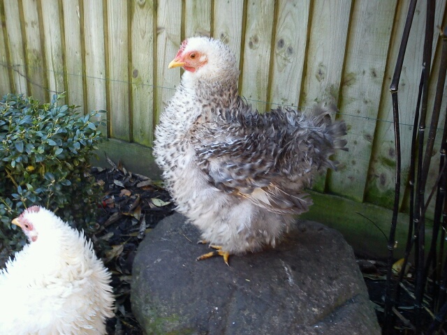 Frizzle For Sale | Chickens | Breed Information | Omlet