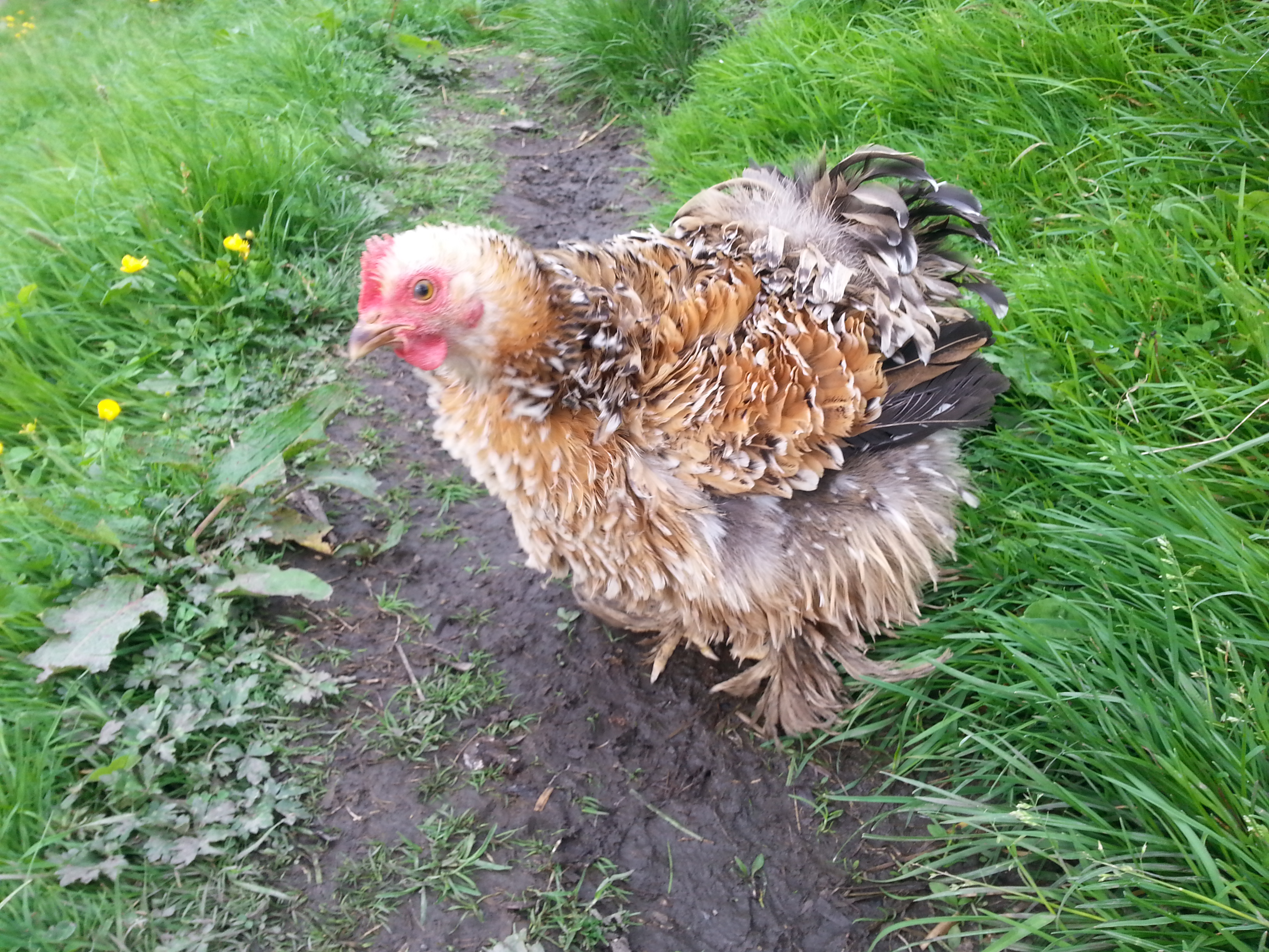 Frizzle For Sale | Chickens | Breed Information | Omlet