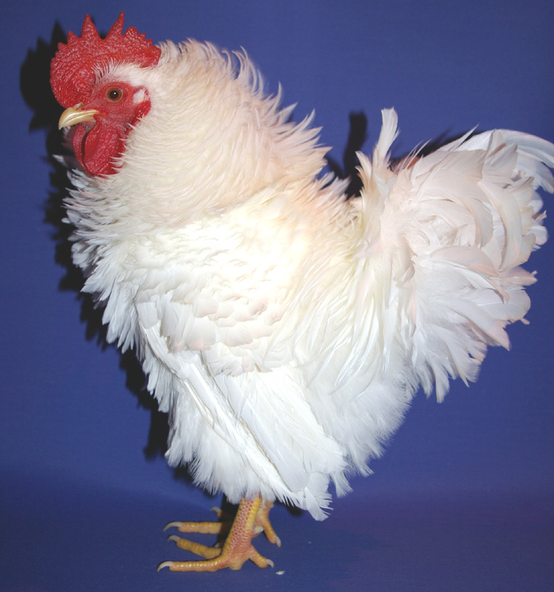 Frizzle For Sale | Chickens | Breed Information | Omlet
