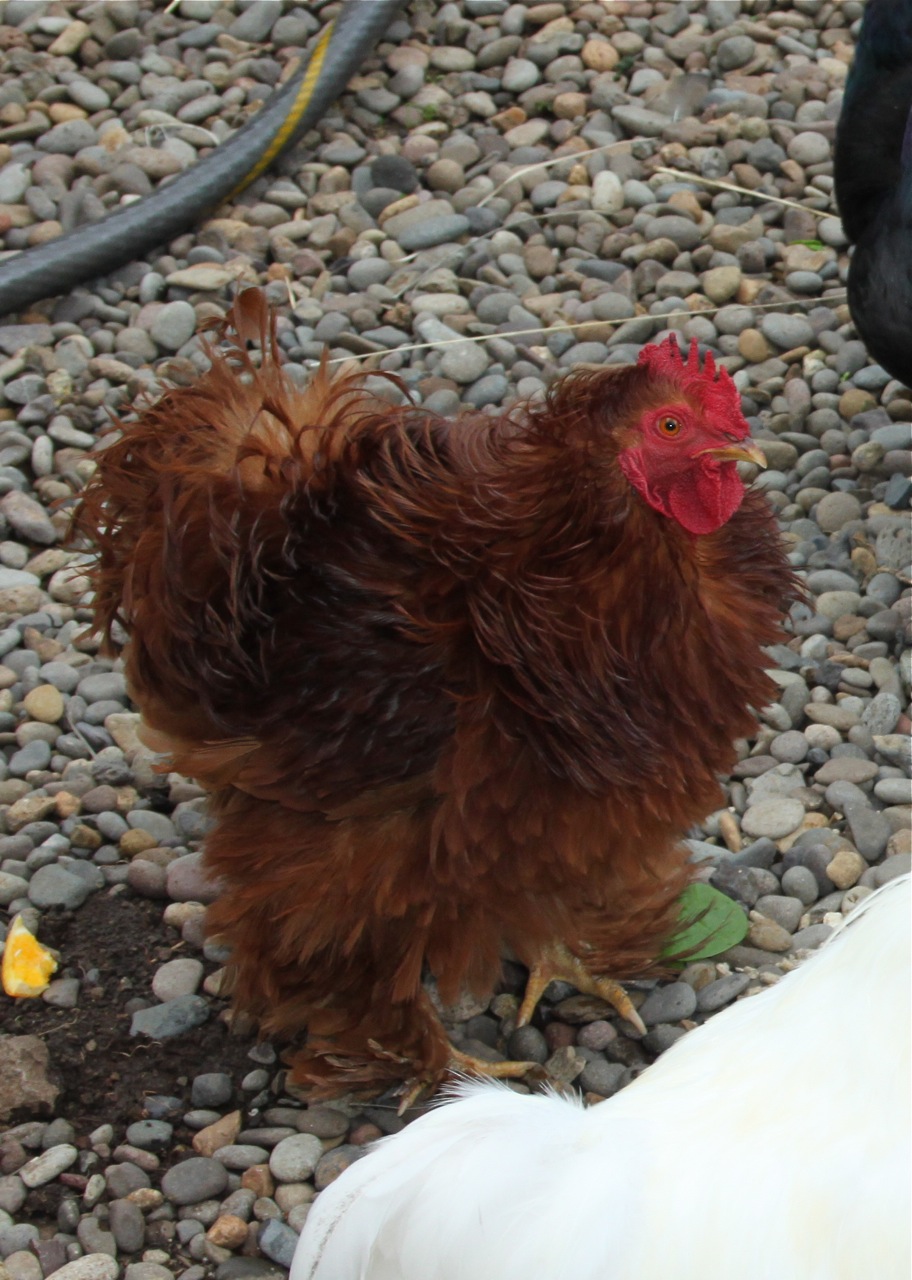 Frizzle For Sale | Chickens | Breed Information | Omlet