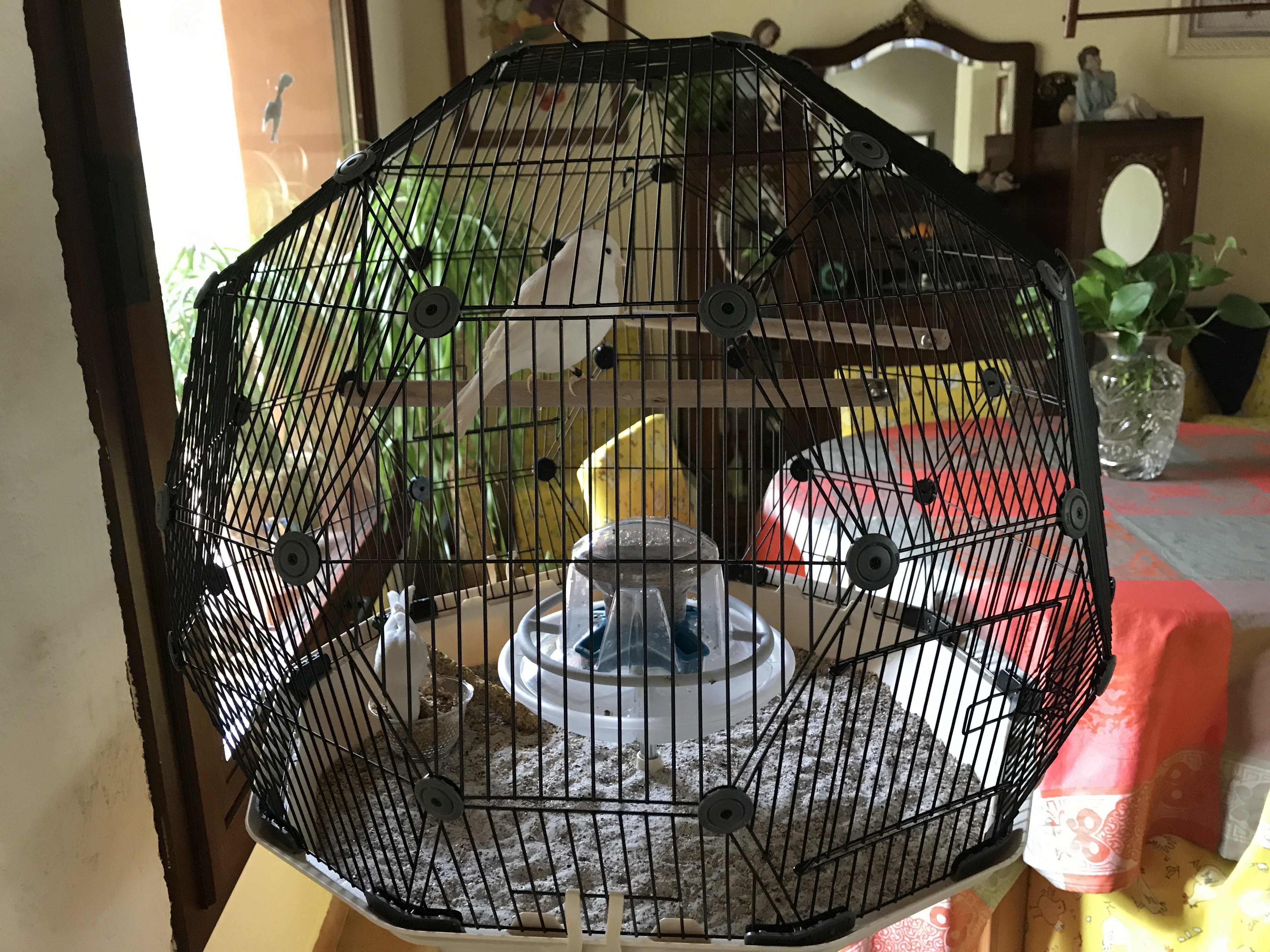 Geo Bird Cage | The Beautiful Geodesic Budgie Cage