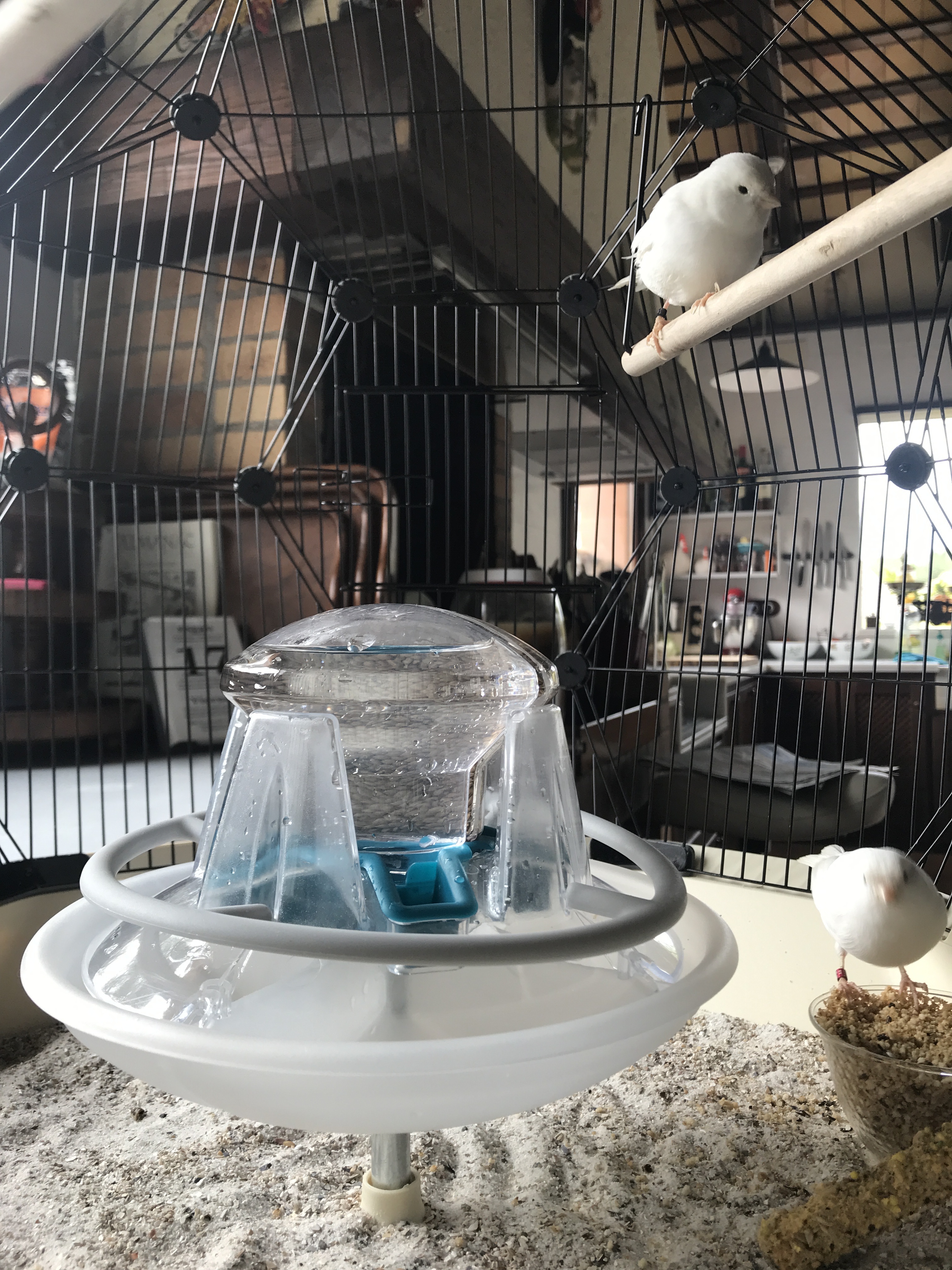Geo Bird Cage | The Beautiful Geodesic Budgie Cage