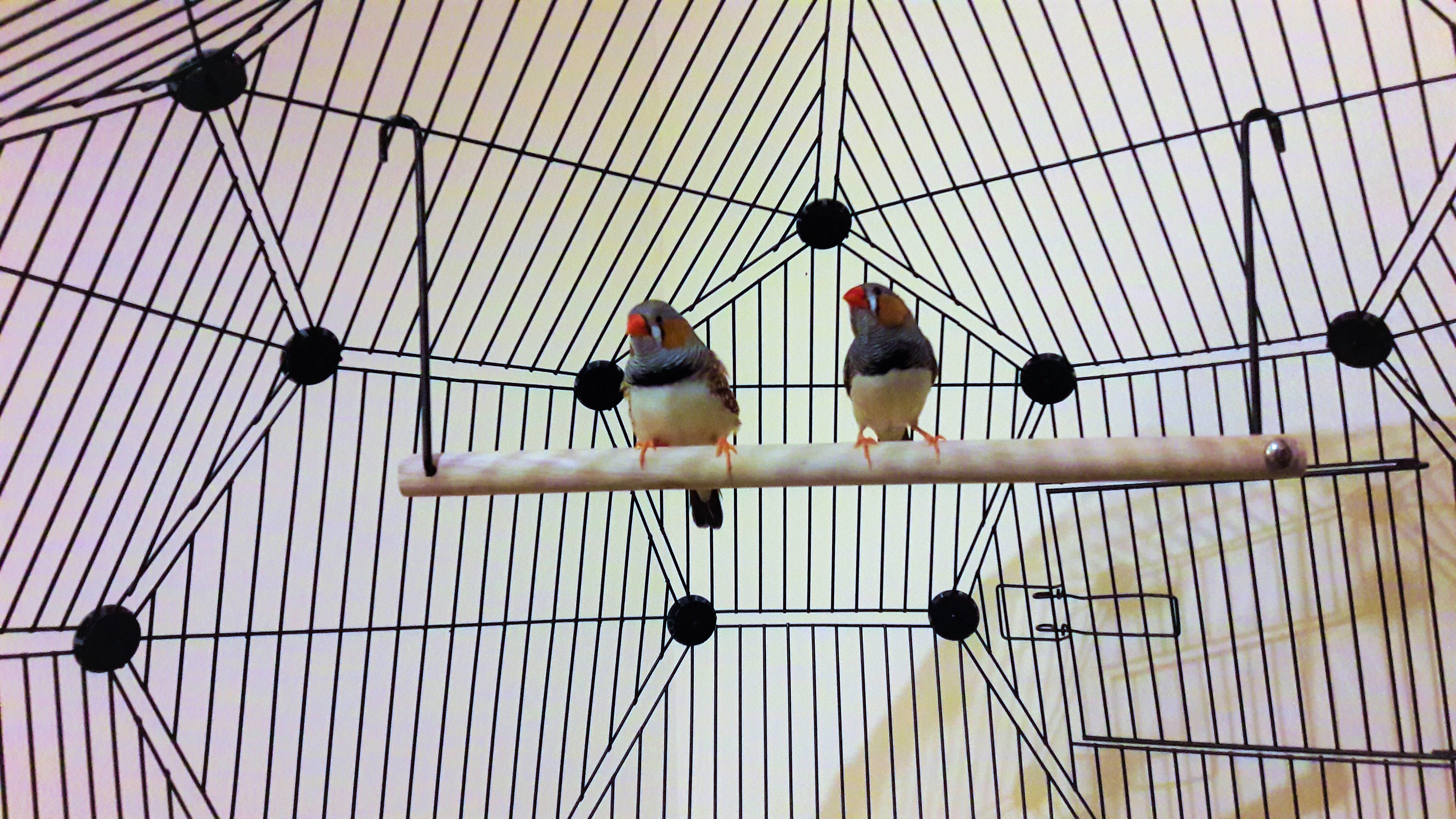 Geo Bird Cage | The Beautiful Geodesic Budgie Cage