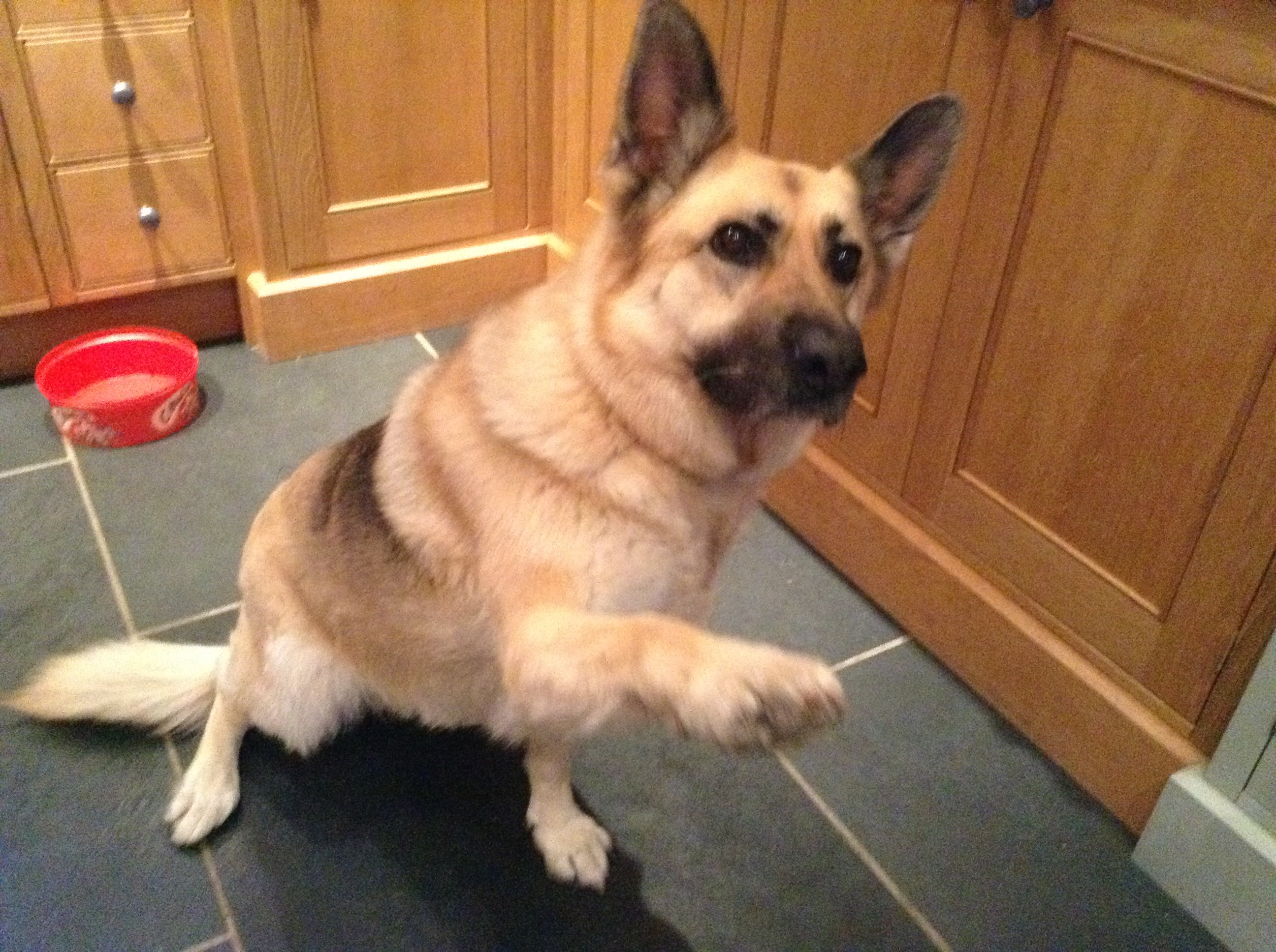 German Shepherd Dog | Dogs | Breed Information | Omlet